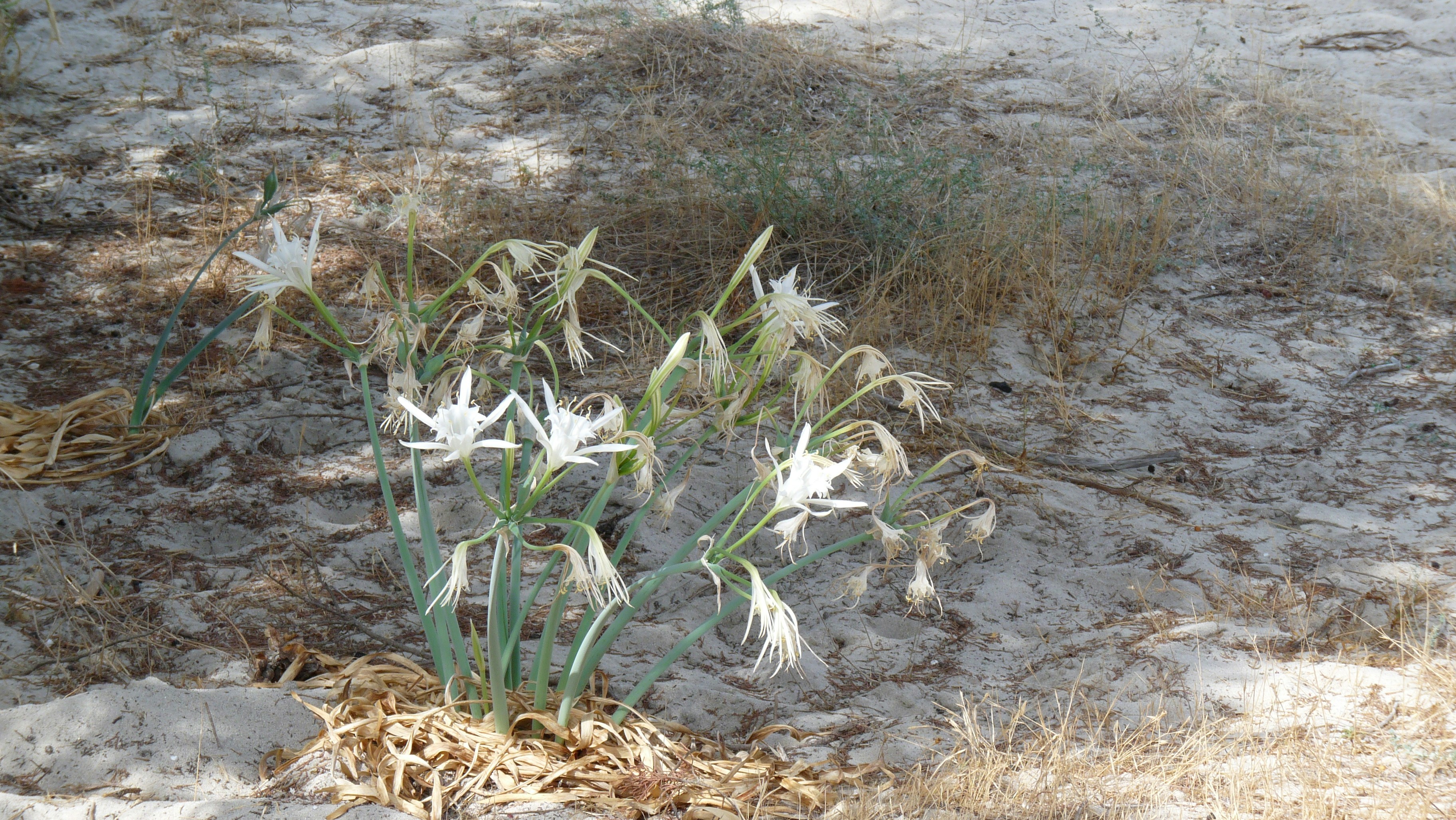 Desert Bloom: White Florals Emerging from Sand