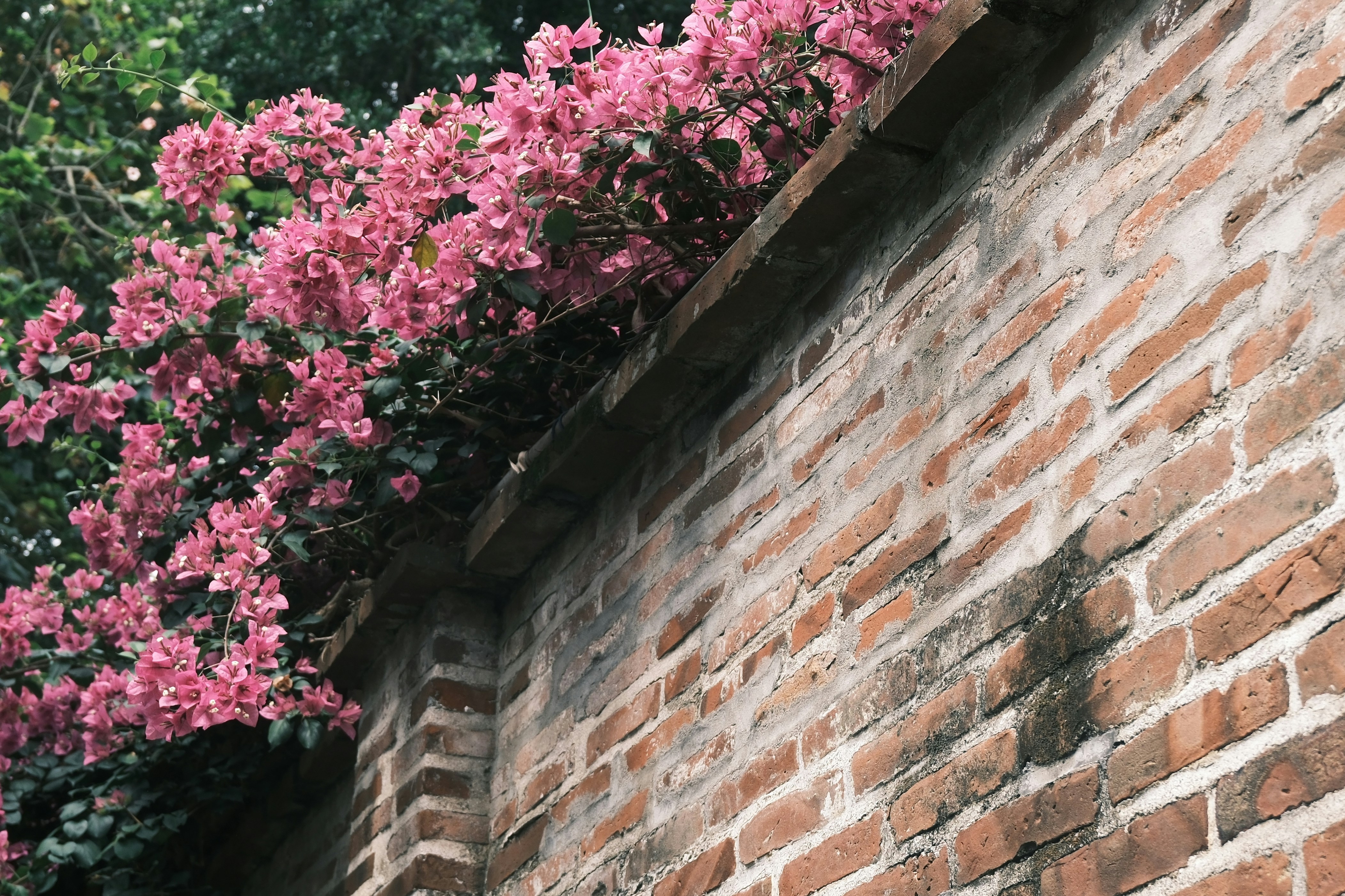 Pink bougainvillea flowers blooming along the top of a weathered brick wall, with lush green foliage in the background. A rustic outdoor garden scene with natural texture, soft light, and a quiet tropical feel.