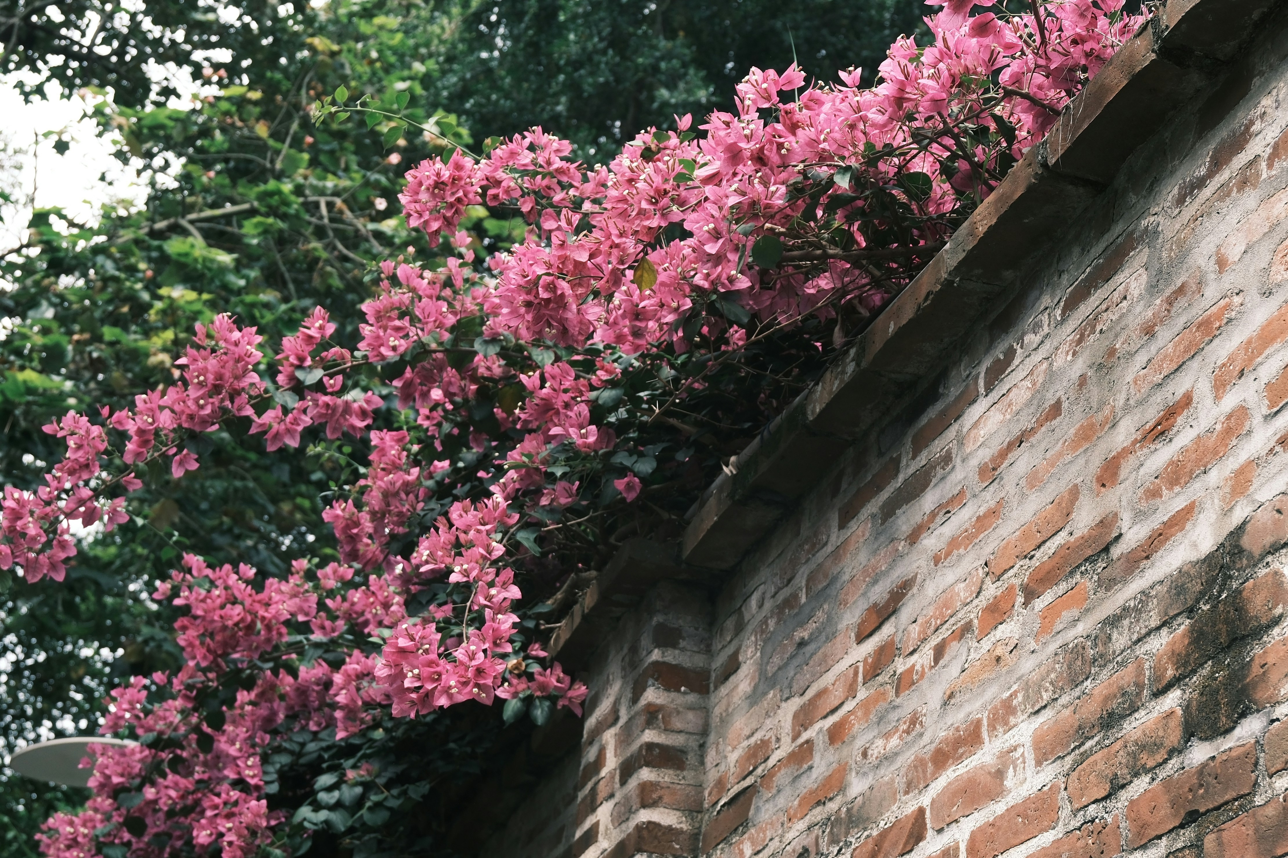 Pink Boulevard: Blossoms Along a Brick Wall