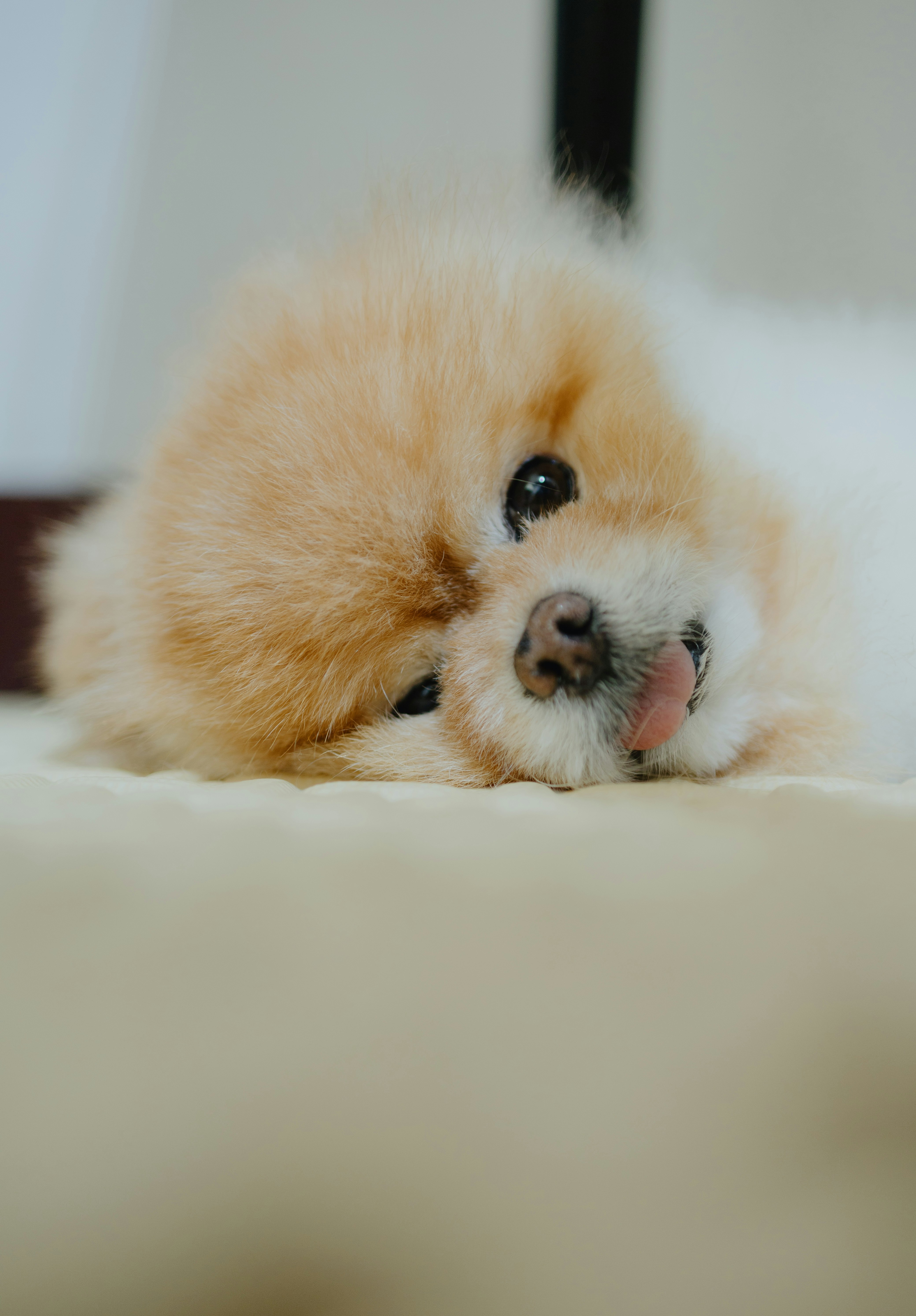 Pillow-Soft Peke: A Dozing Ball of Fur