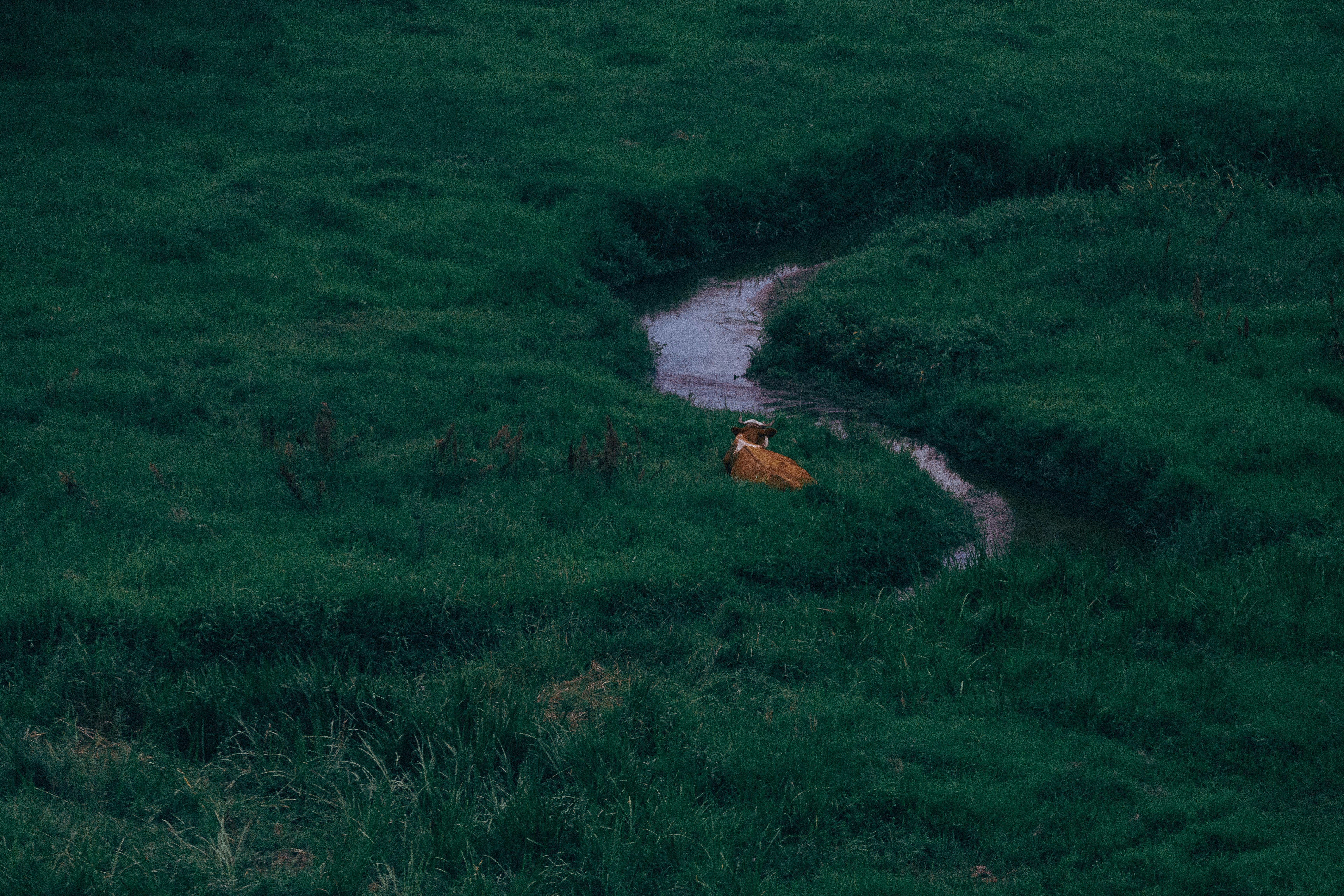 Hidden Creek Through the Grass: A Quiet Herd in the Meadow