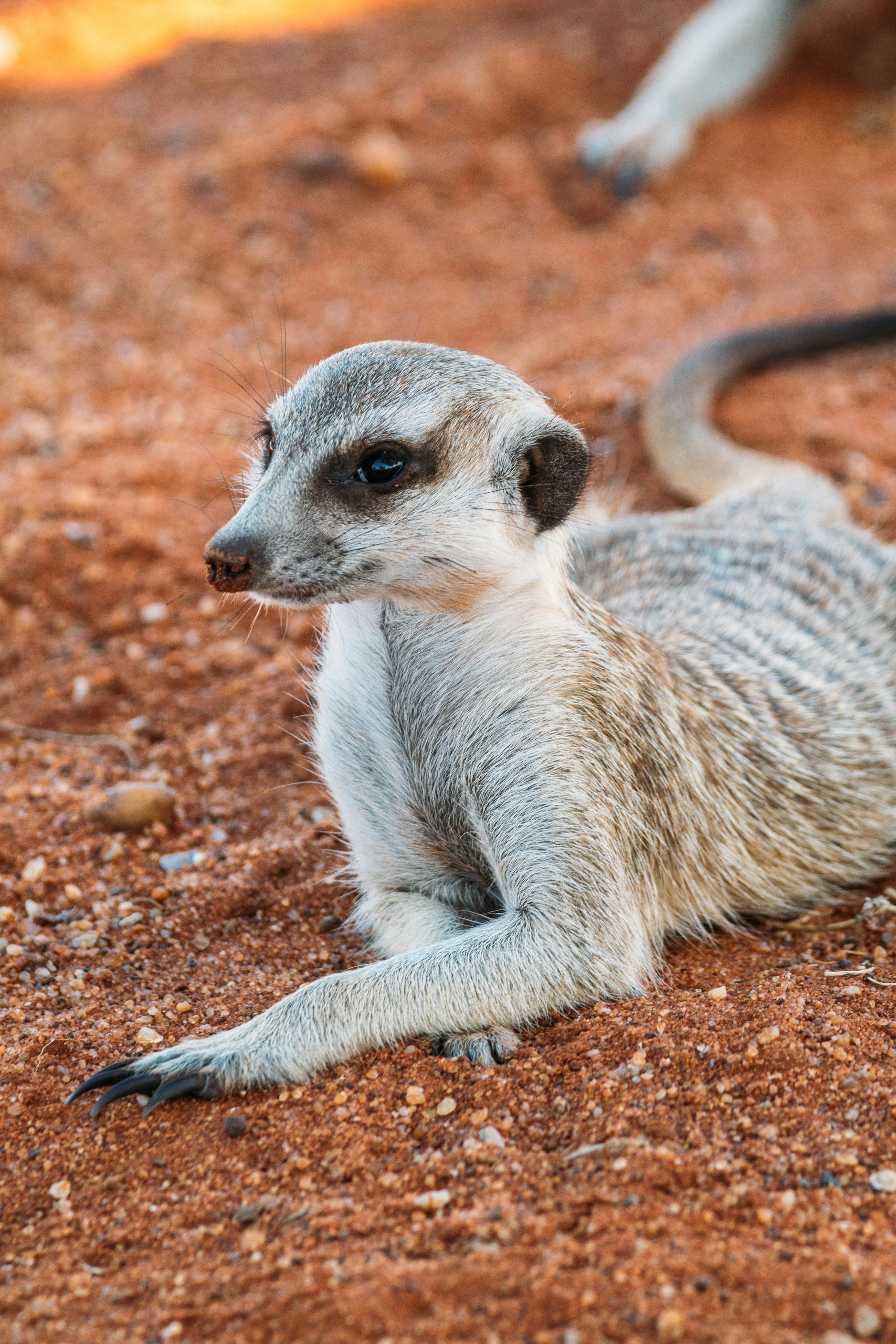 Curious Meerkat on Rusty Ground