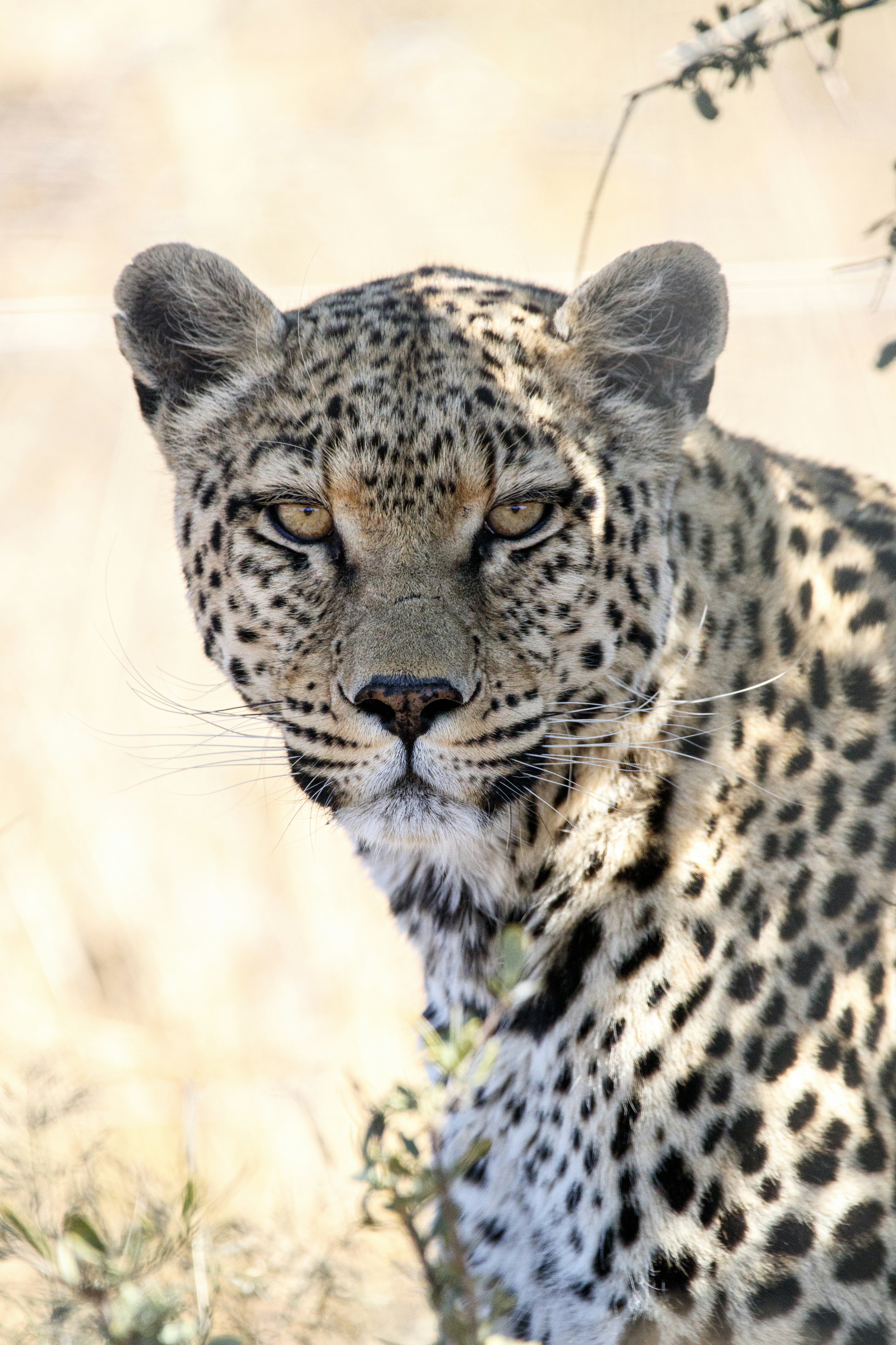 Leopard Portrait: Focused Gaze in Golden Light