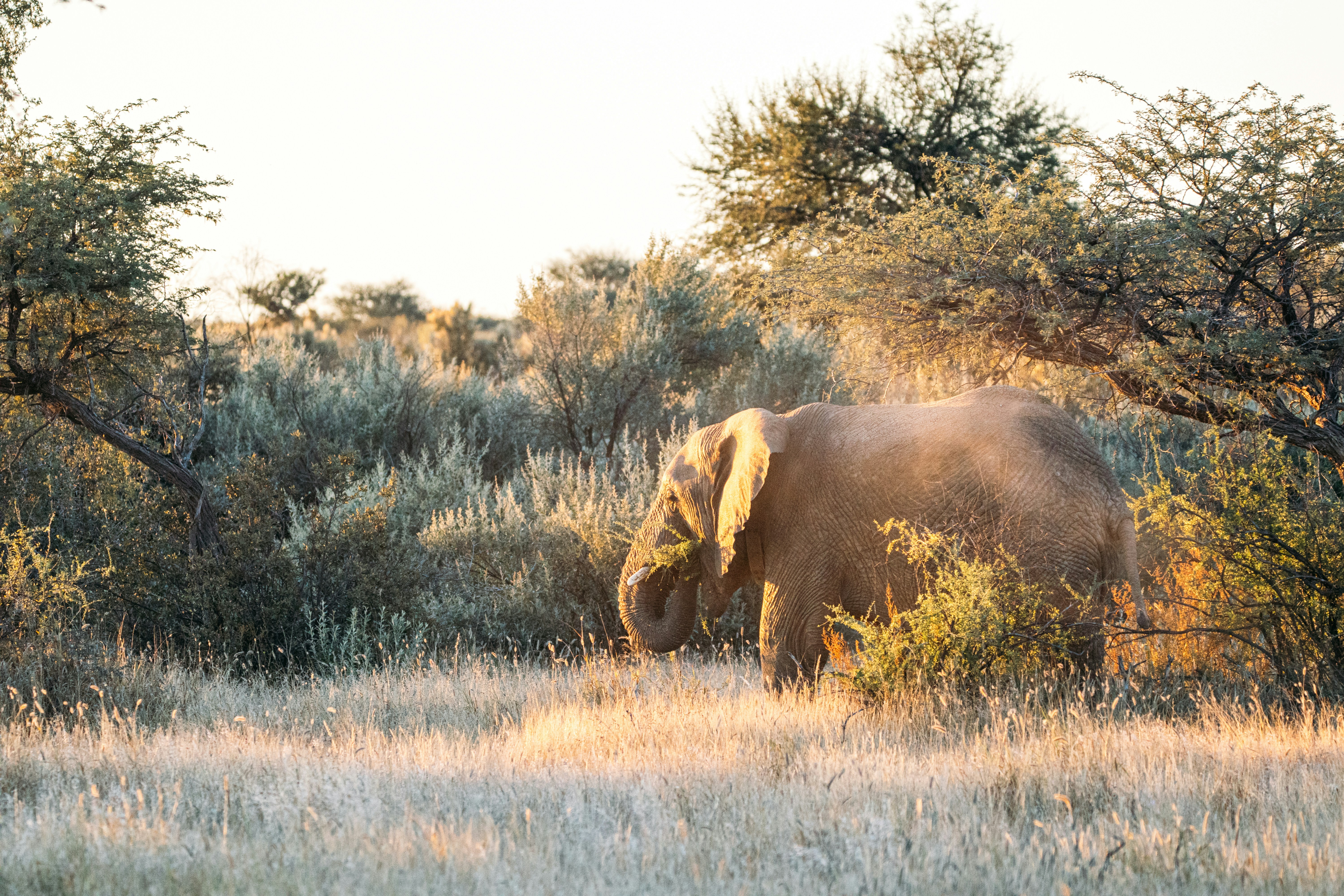 Golden-Eyed Giant: An Elephant in Warm Afternoon Light