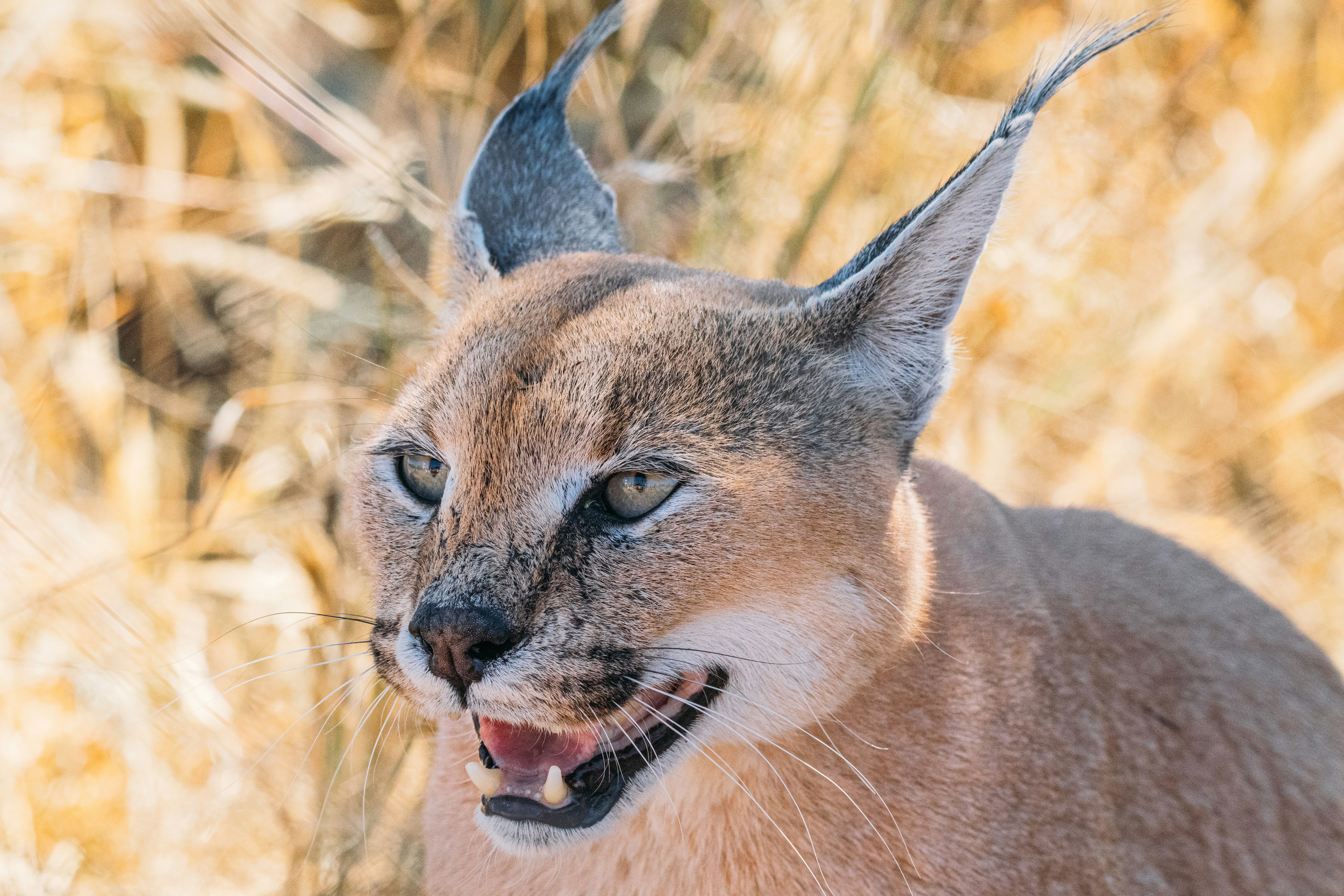 Amber Grin in the Grass: A Caracal Stares Down the Field