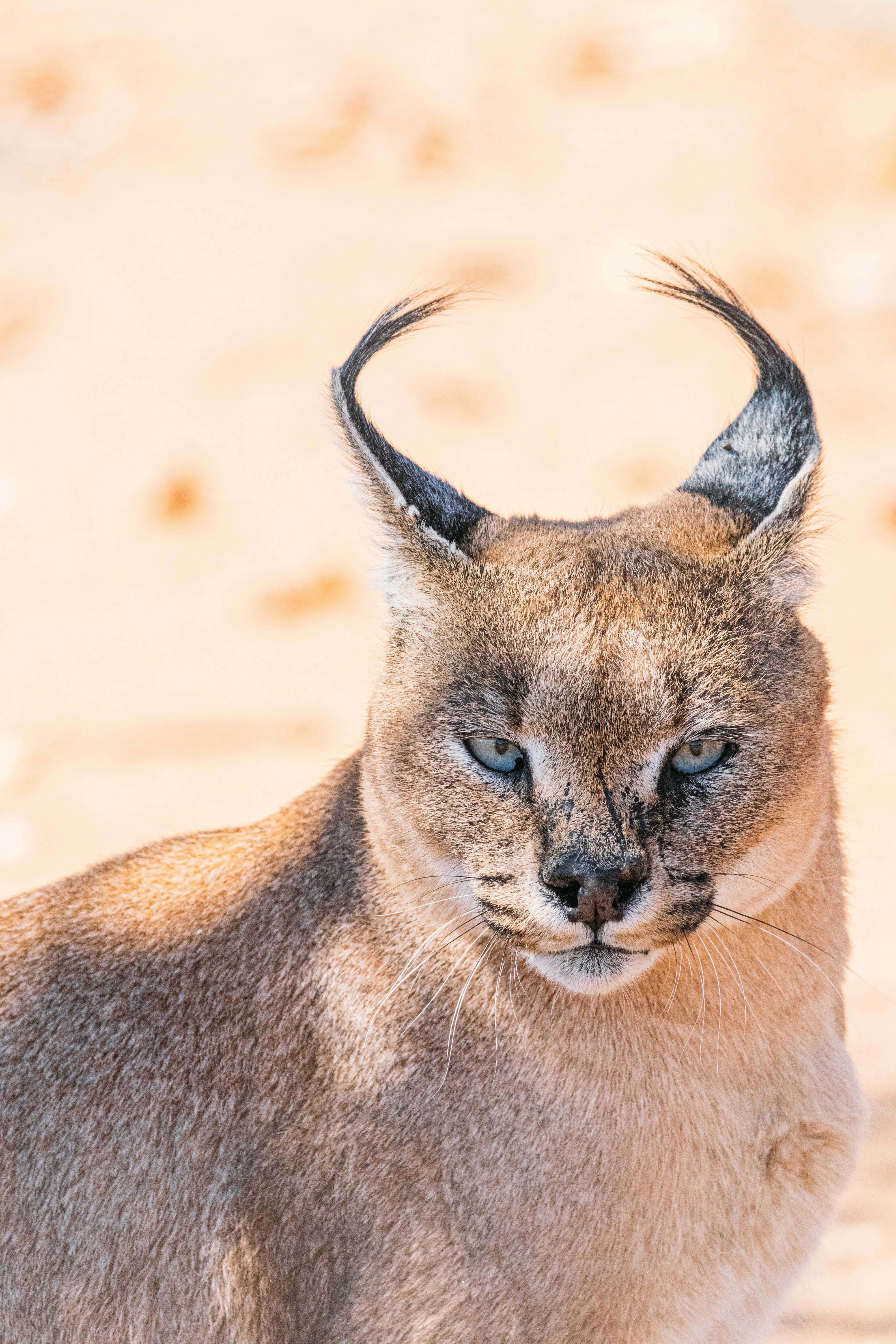 Grace in Focus: The Lynxlike Caracal SurConfronts the Sunlit Desert