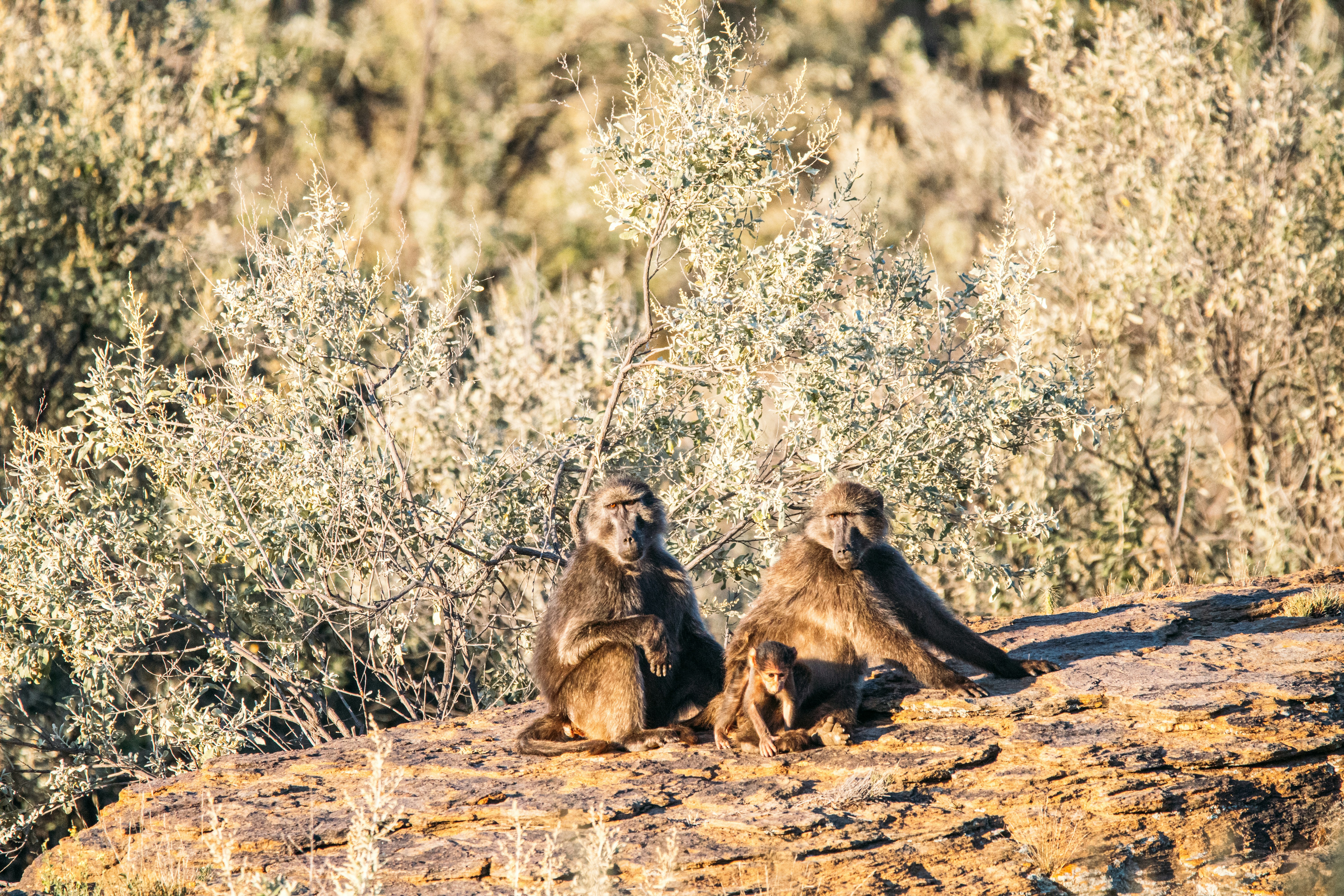 Primates on a sunlit ledge: a curious afternoon gathering