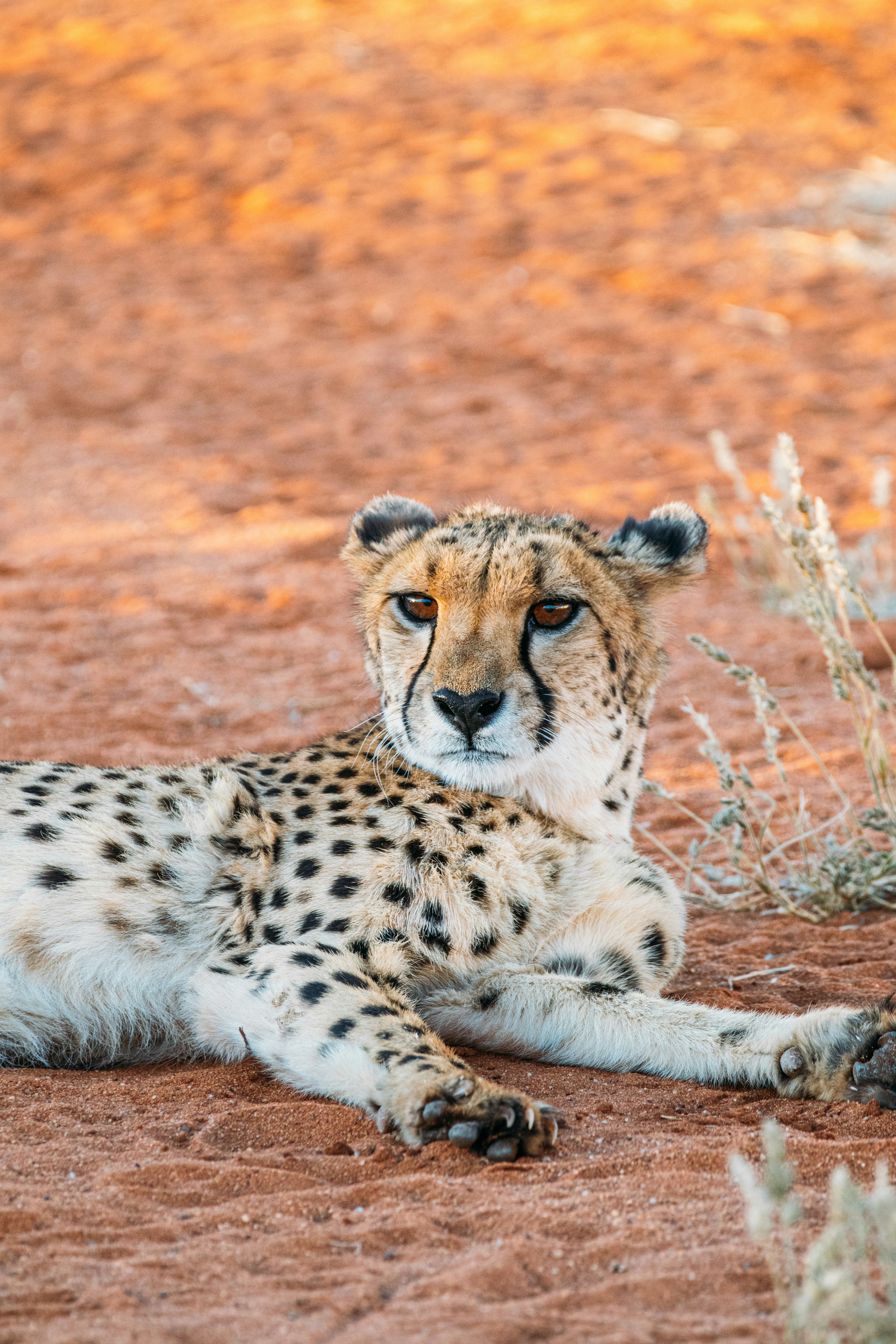 Cheetah Reclines in Warm Desert Light