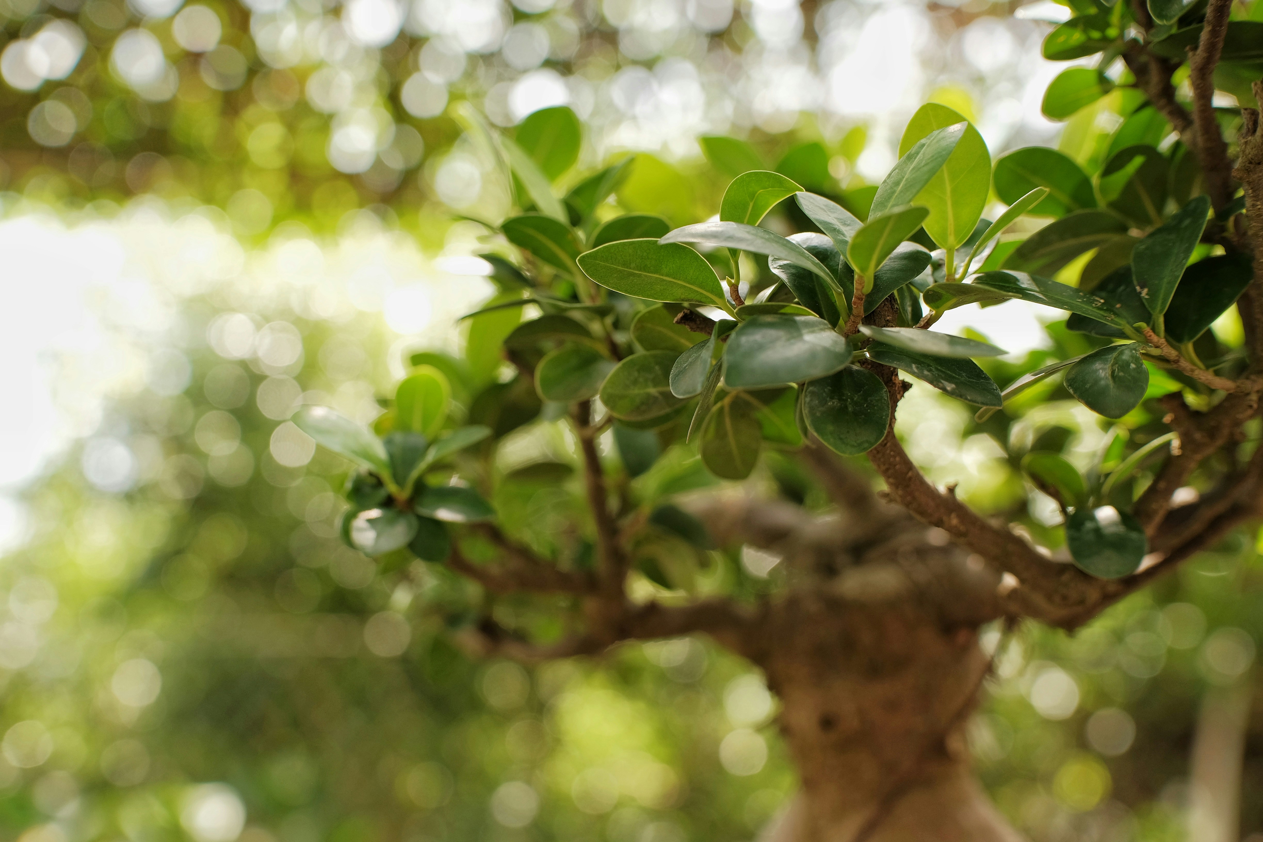 Close-up of a bonsai-like tree with glossy oval leaves, sun-dappled background, highlighting the plant's trunk and foliage for a peaceful nature study.
