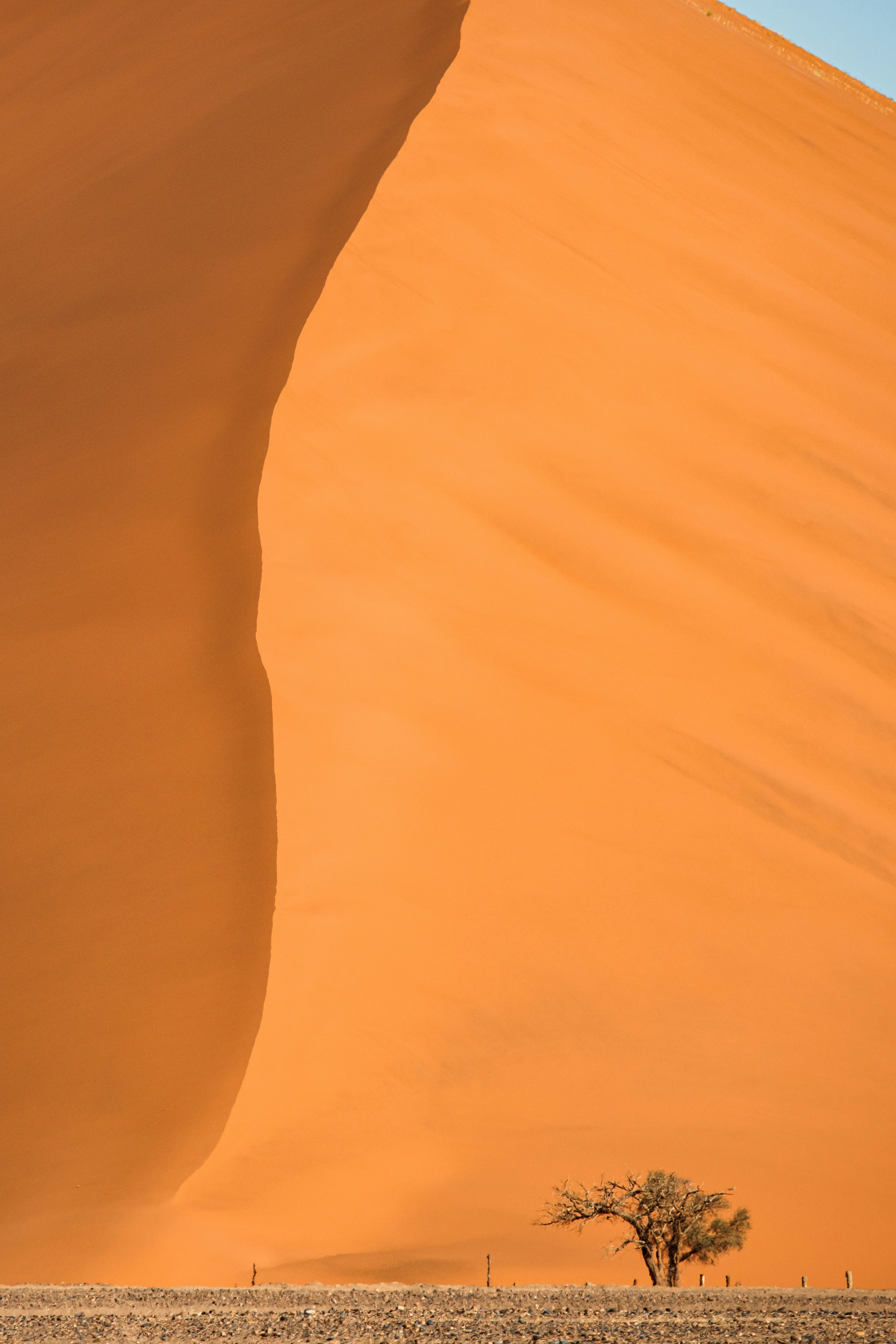 Vertigo of the Dune: Lone Tree at the Foot of a Giant Crescent