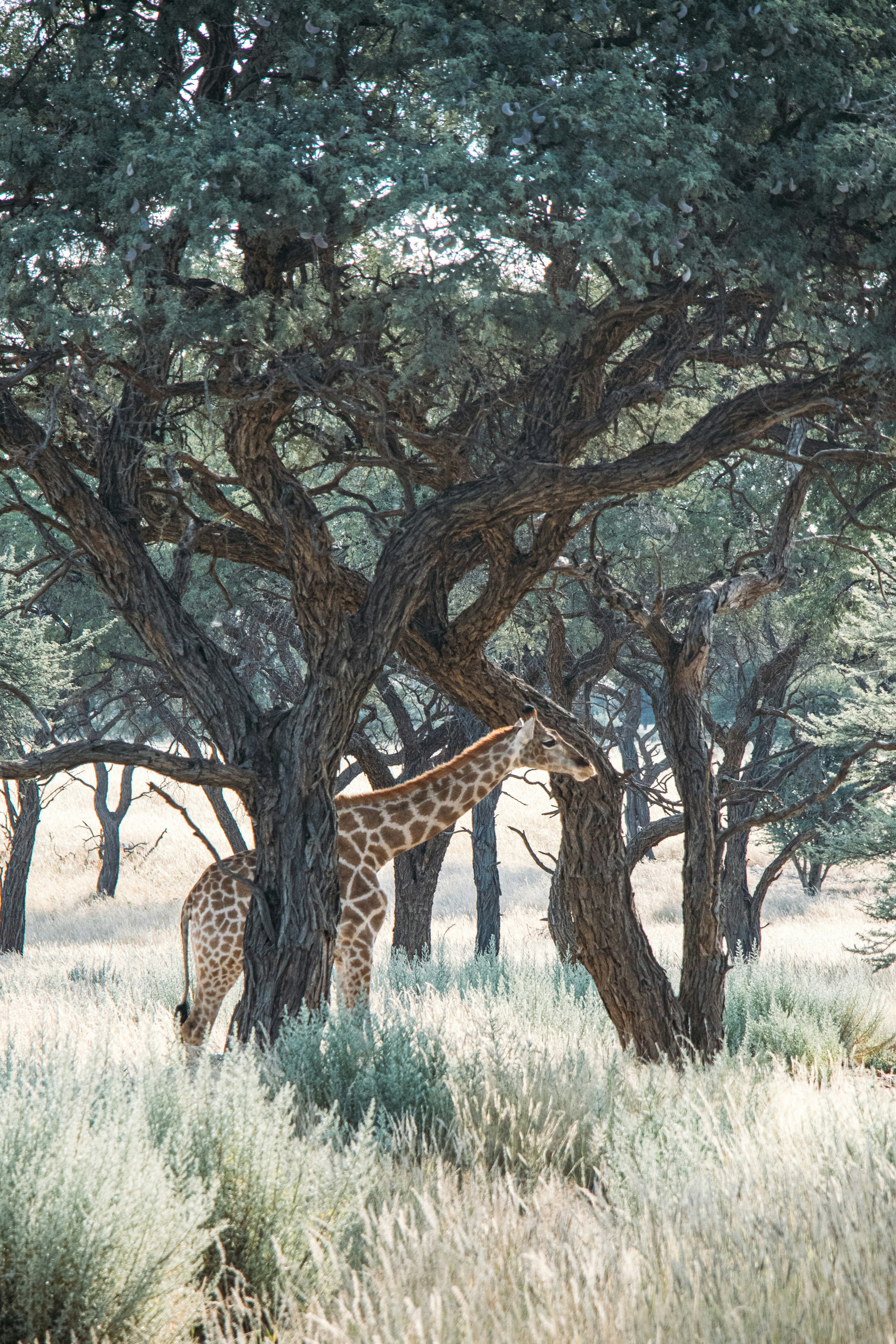 Giraffe Among Bending Pines in Dappled Savanna Light