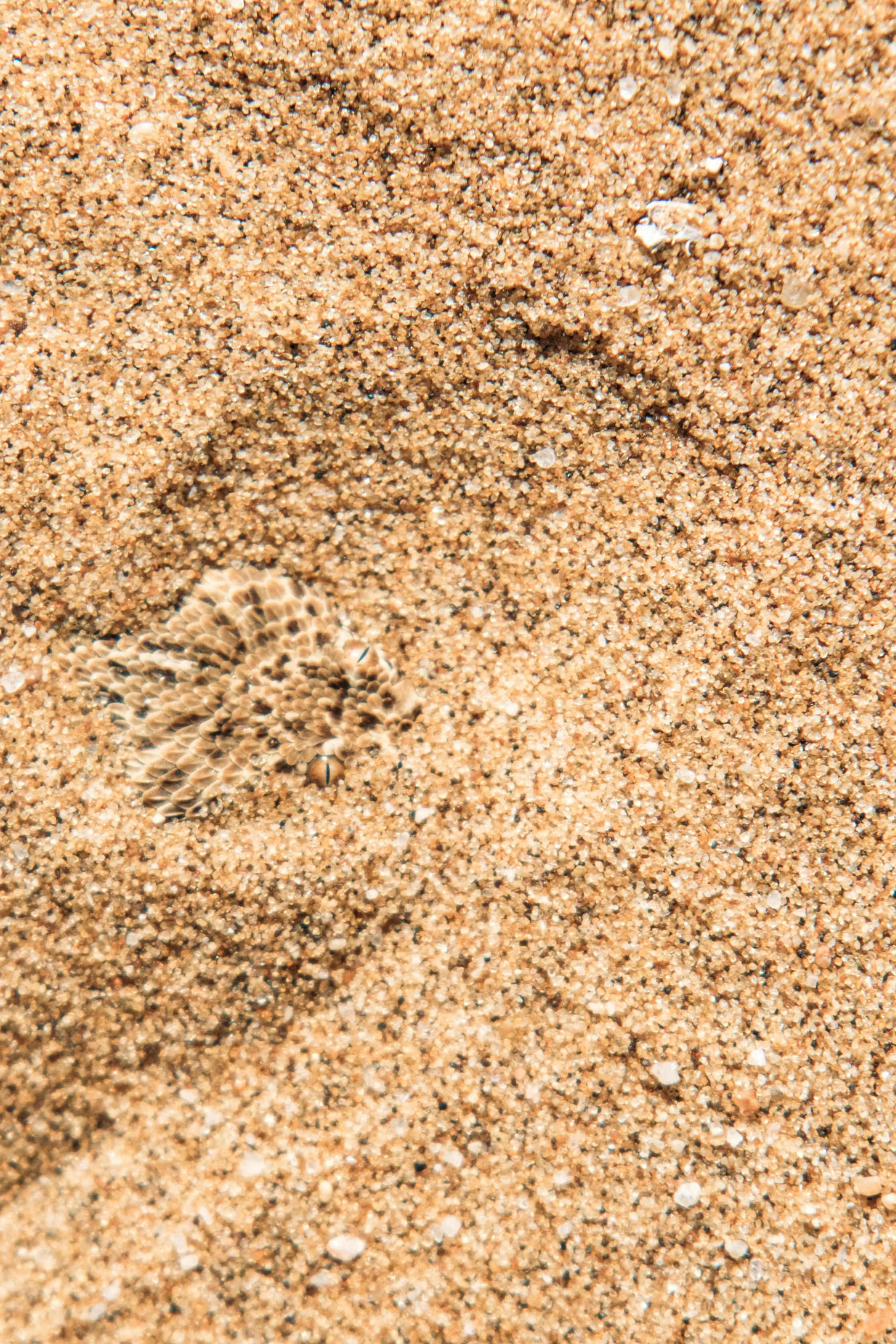 Close-up of granular sand with a shell fragment partially embedded, highlighting texture and subtle patterns in a sunlit beach scene.