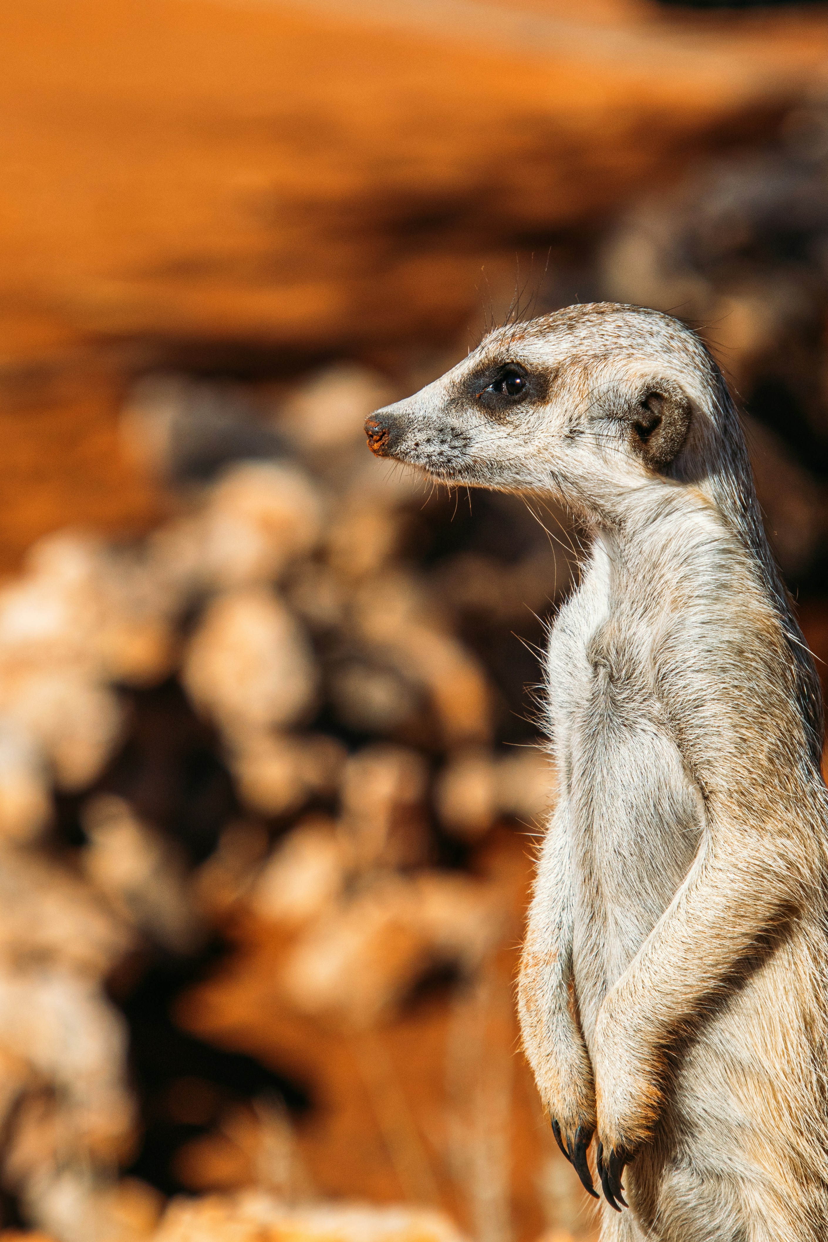 Sentinel in Sand: A Meerkat Posture at Dusk Gold