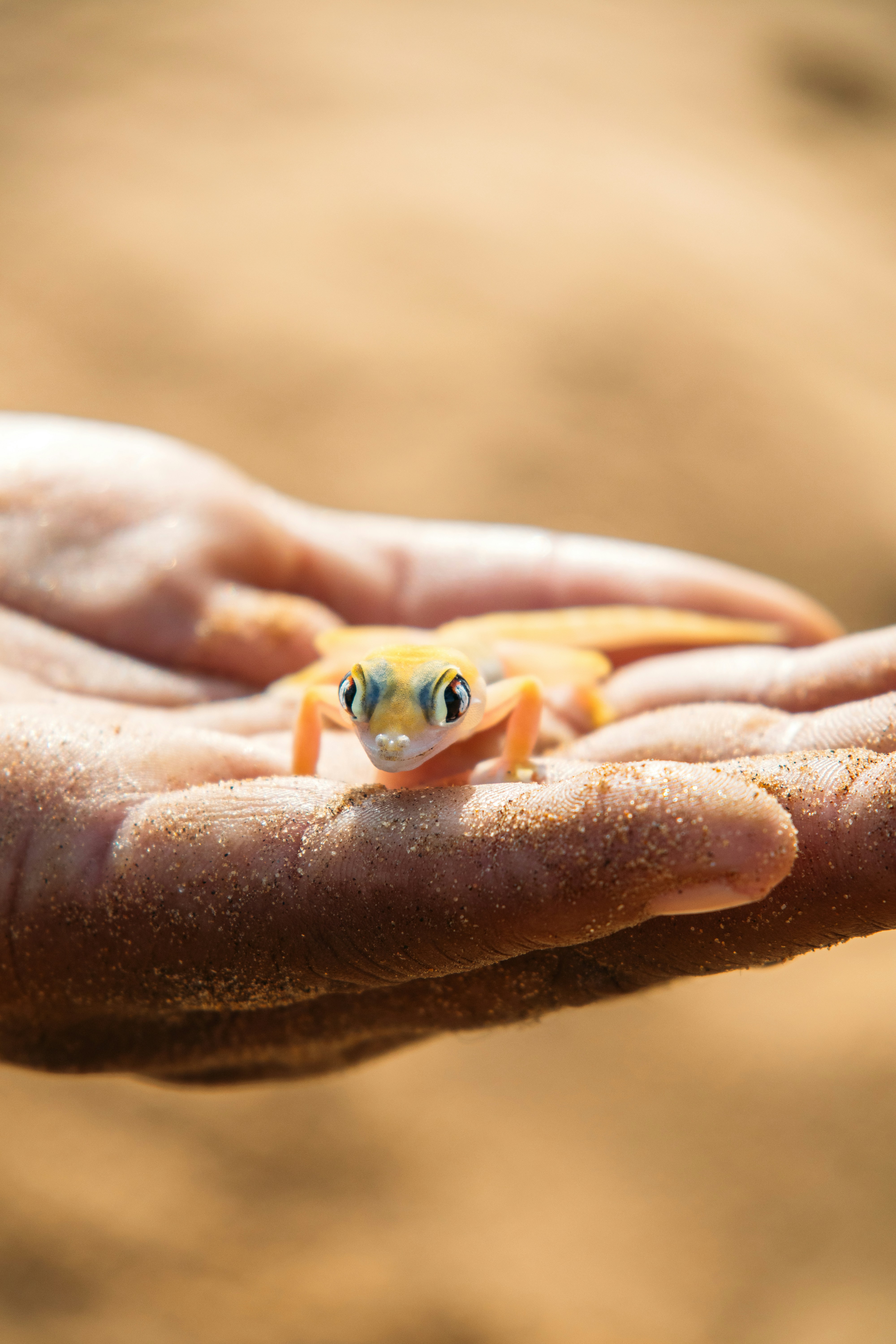 Tiny Orange Explorer: A Cradled Gecko Grins from Sandy Grasp