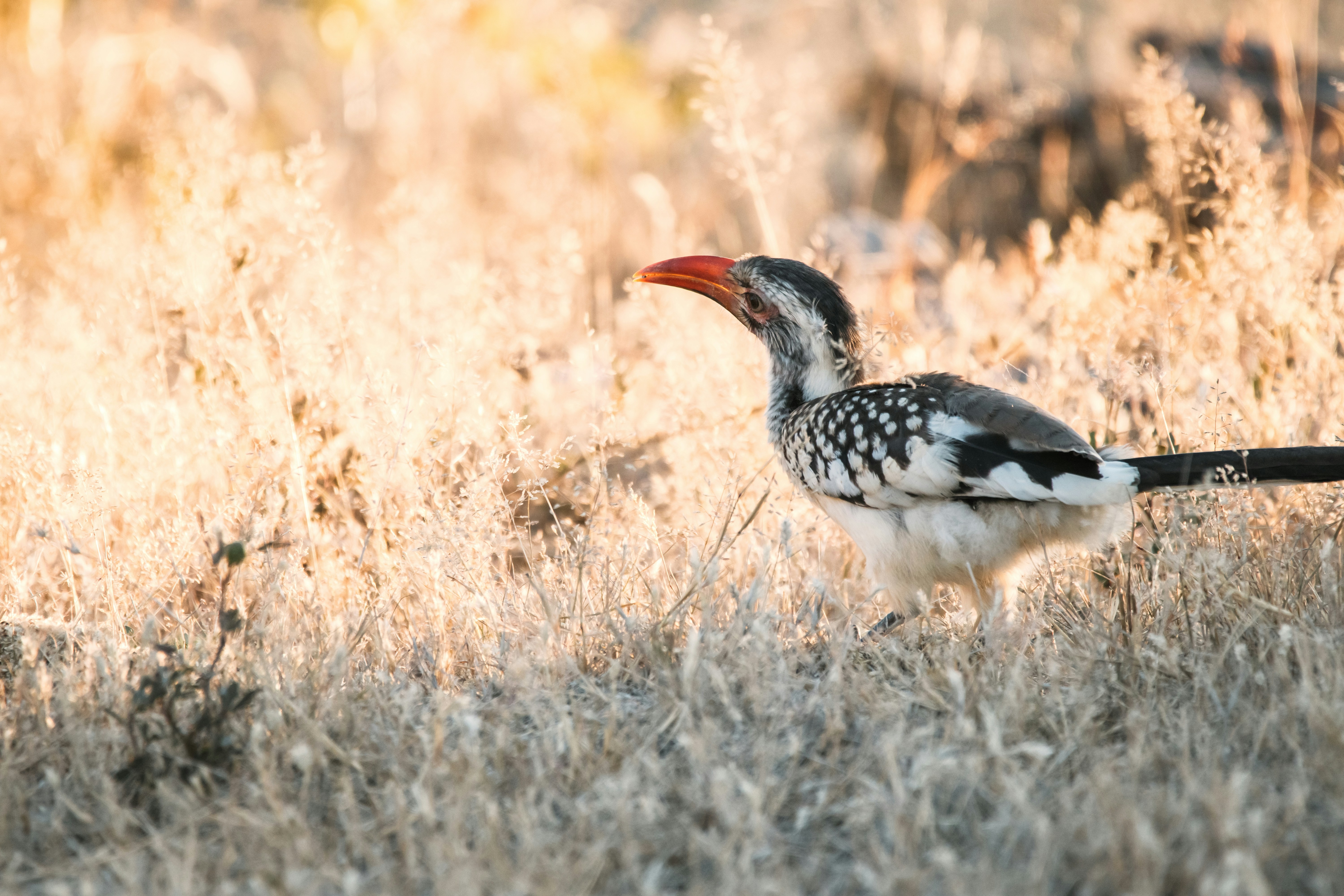 Red-billed Thrift in Sunlit Grasslands