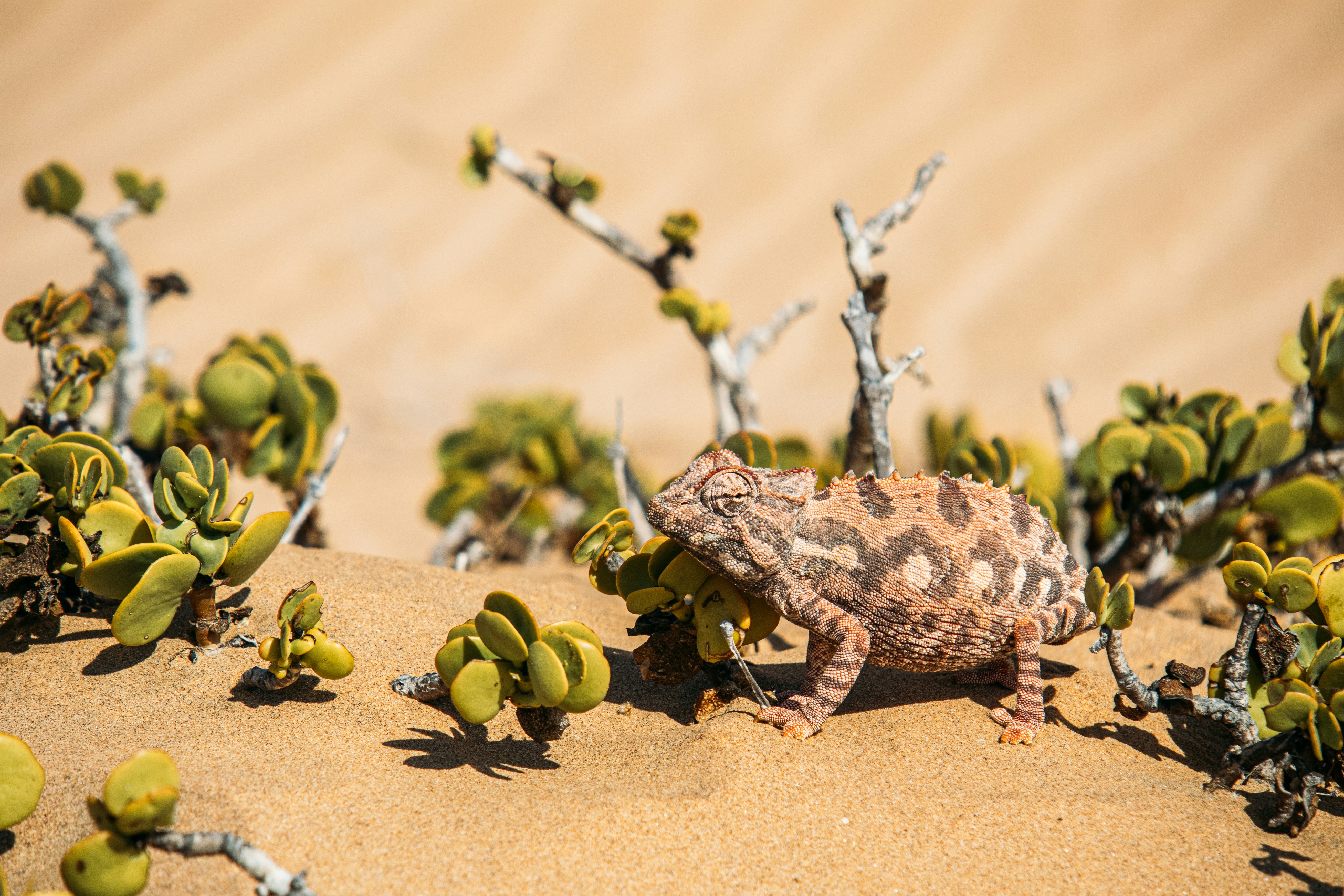 Desert Ambush: A Camouflaged Gecko Perched on Sunlit Sand