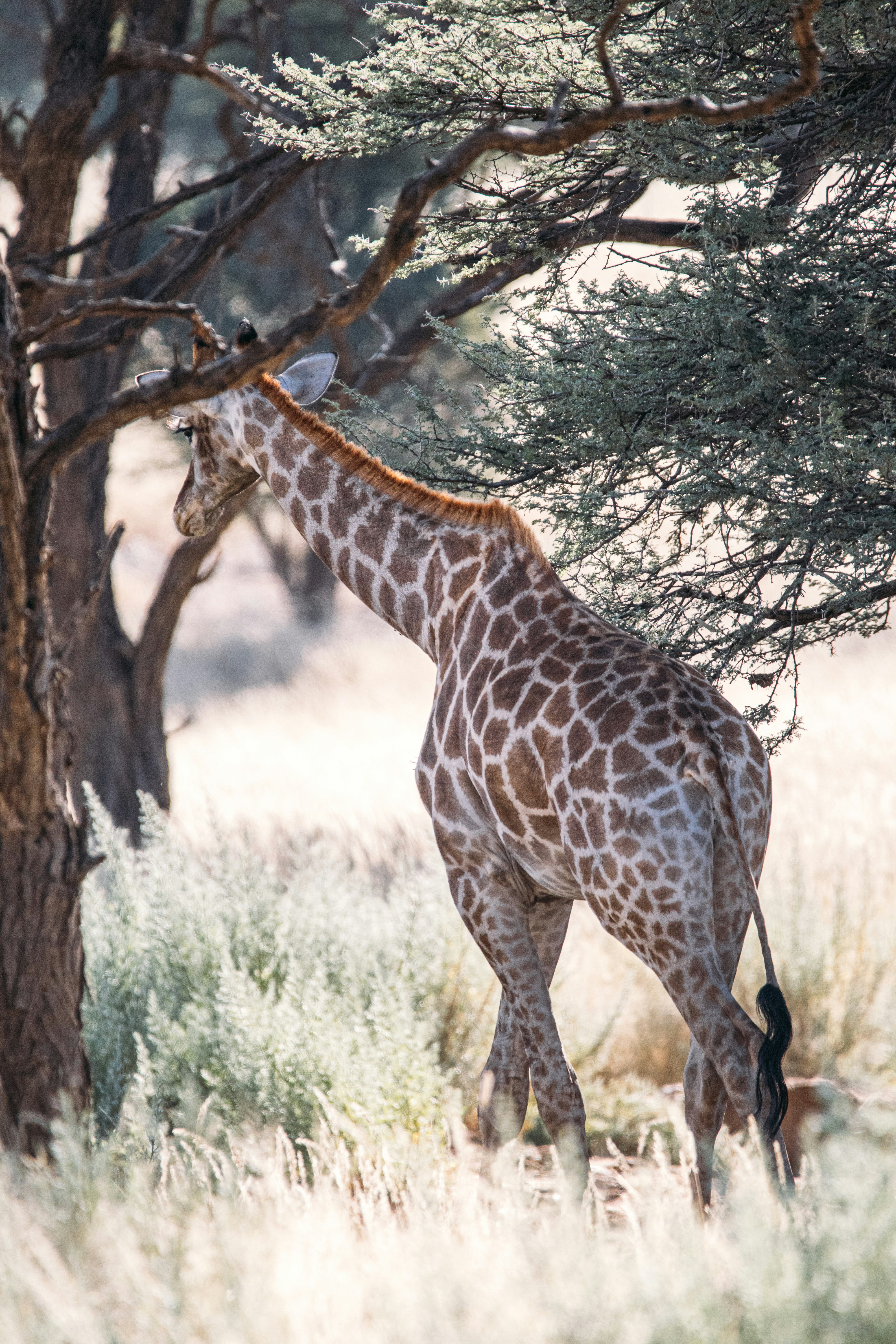 Giraffe in dappled savanna light on a sunlit afternoon