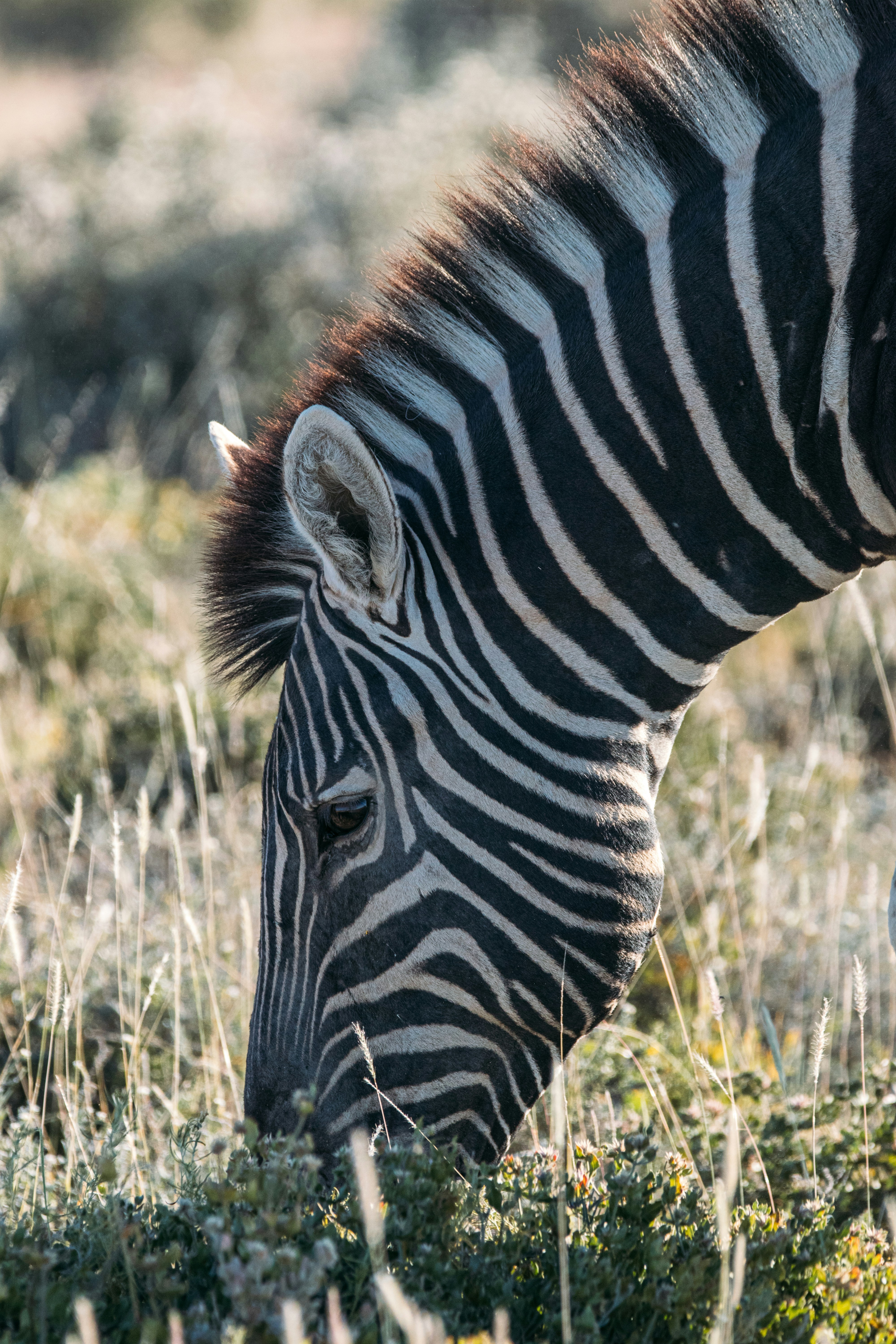 Zebra Grazing Daze: Stripes in Sunlit Grass
