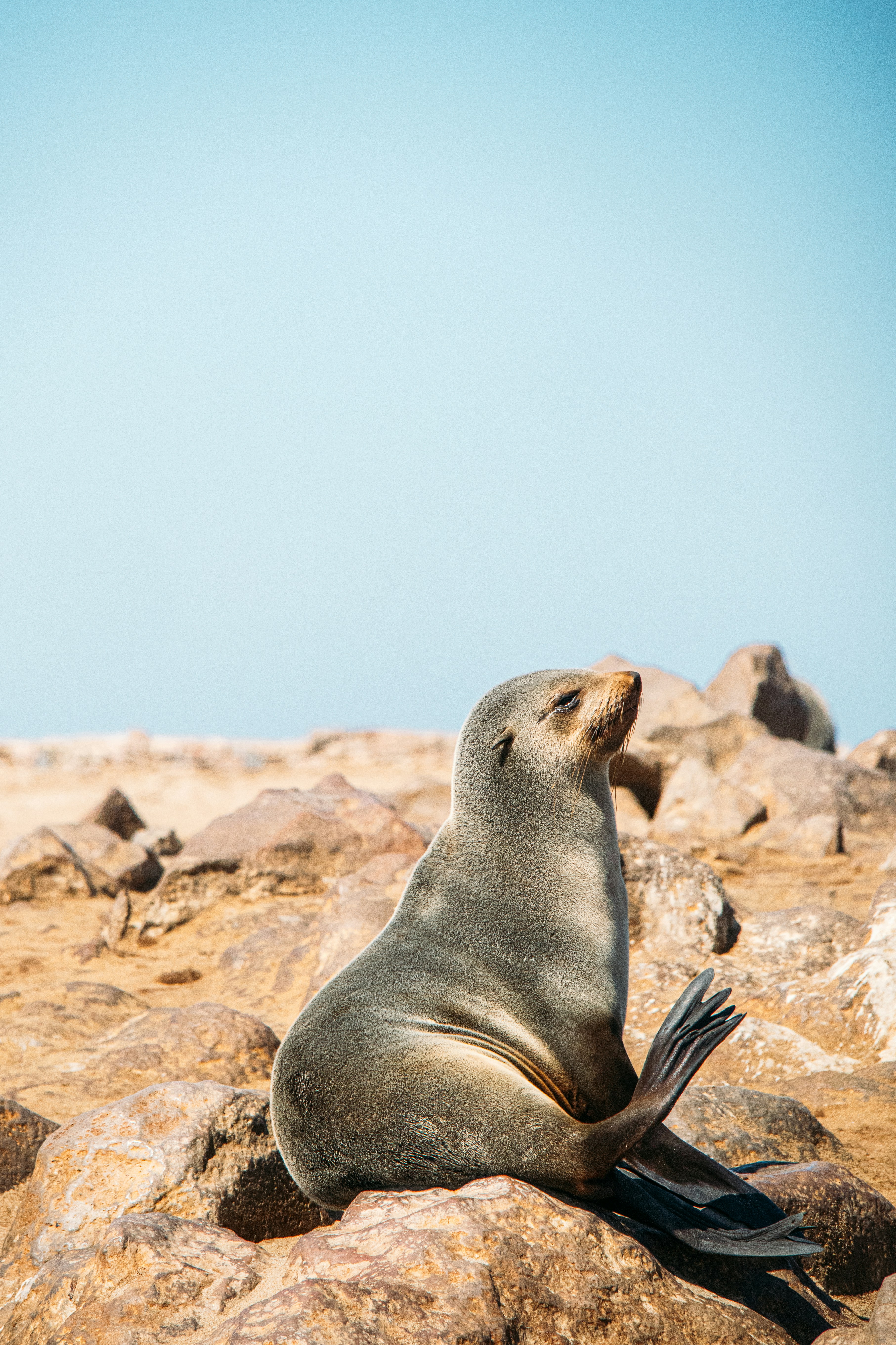 Seal on Sunlit Rock: A Quiet Portrait by the Shore