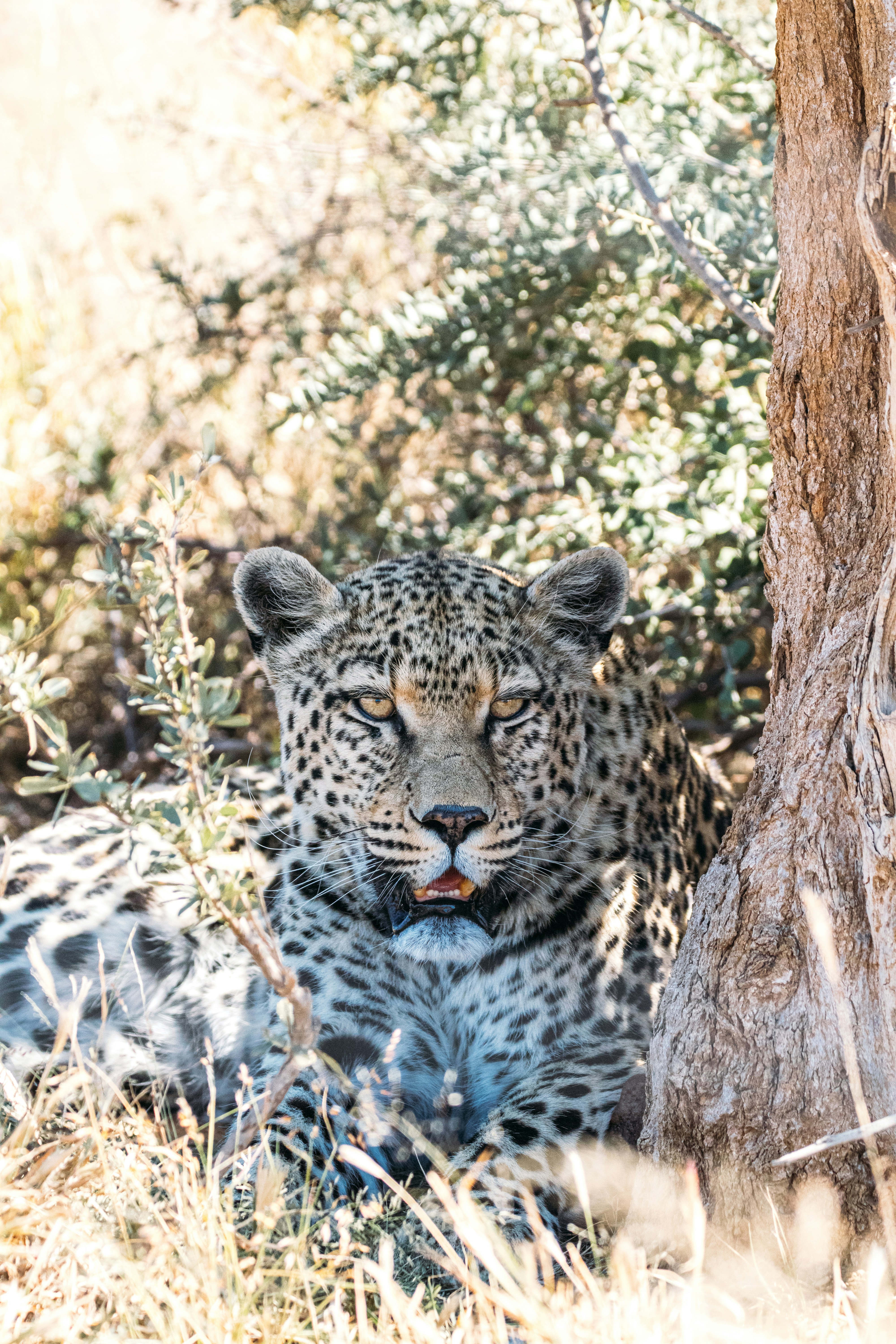 Leopard in dappled shade: a watchful gaze from the brush