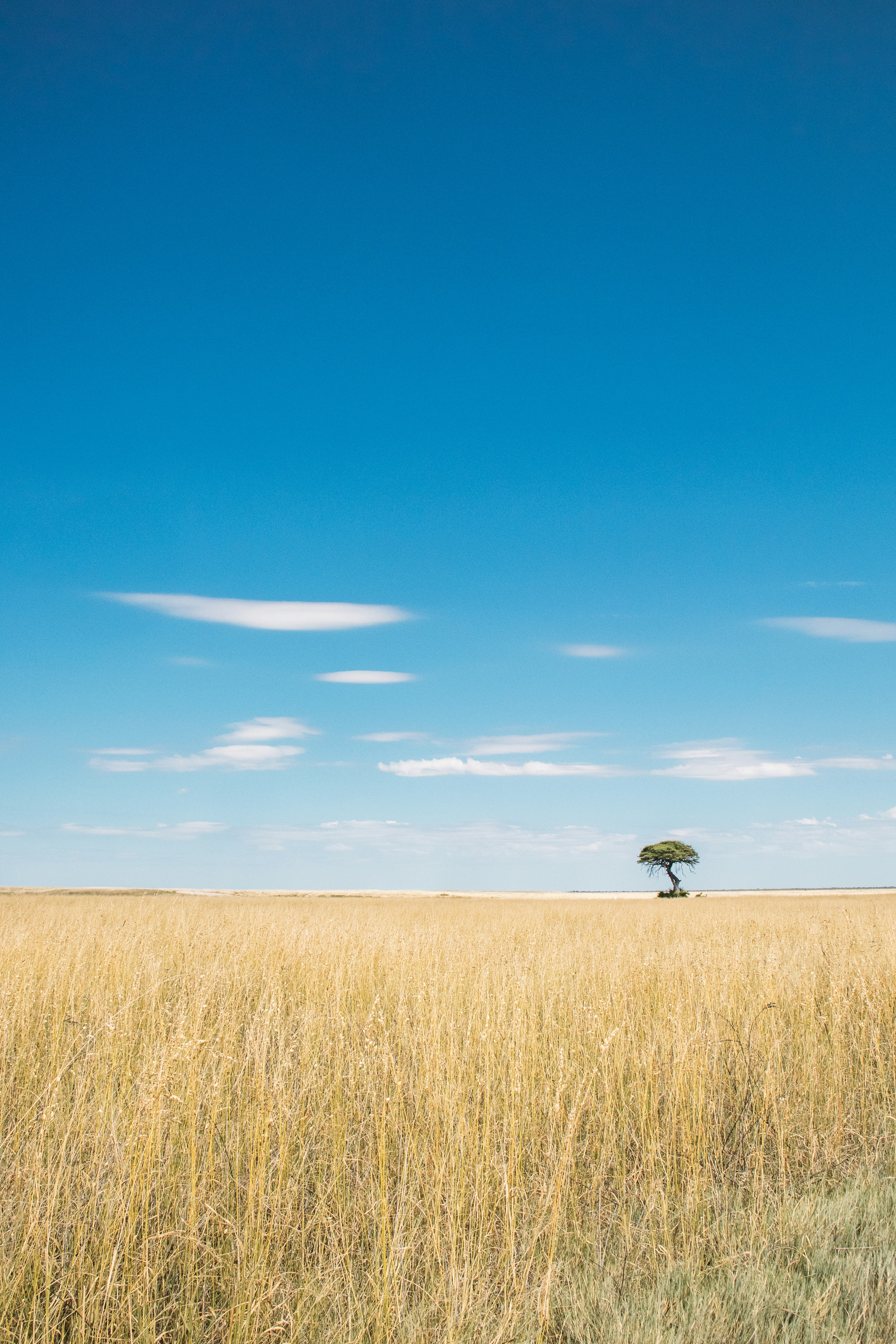A lone tree stands on a golden savanna under a clear blue sky, with tall grasses filling the foreground and a solitary cloud-splotch visible above. The scene emphasizes vast openness and minimalism.