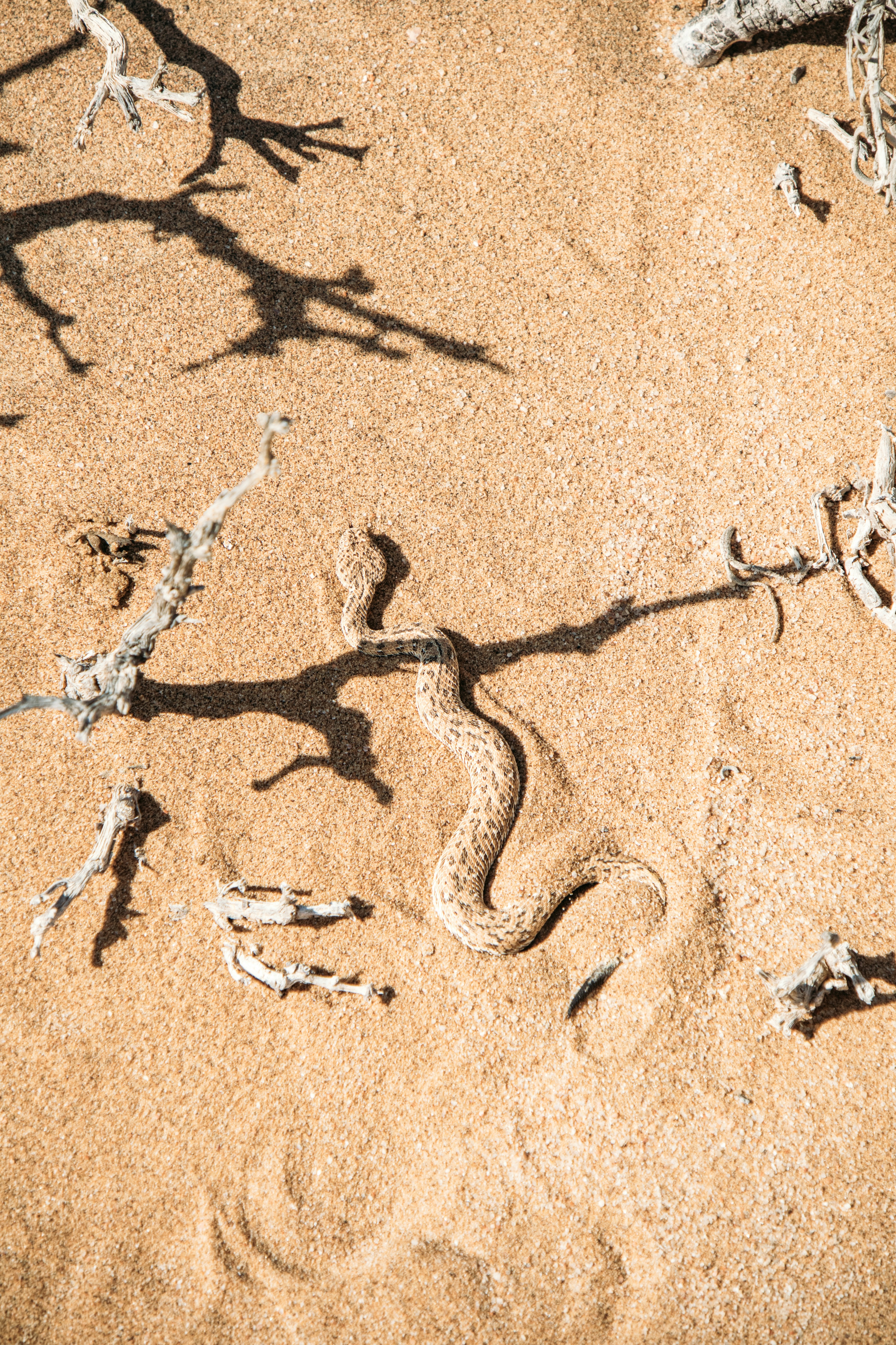 Curved Sand Trail: A Desert Snakescale Among Dunes