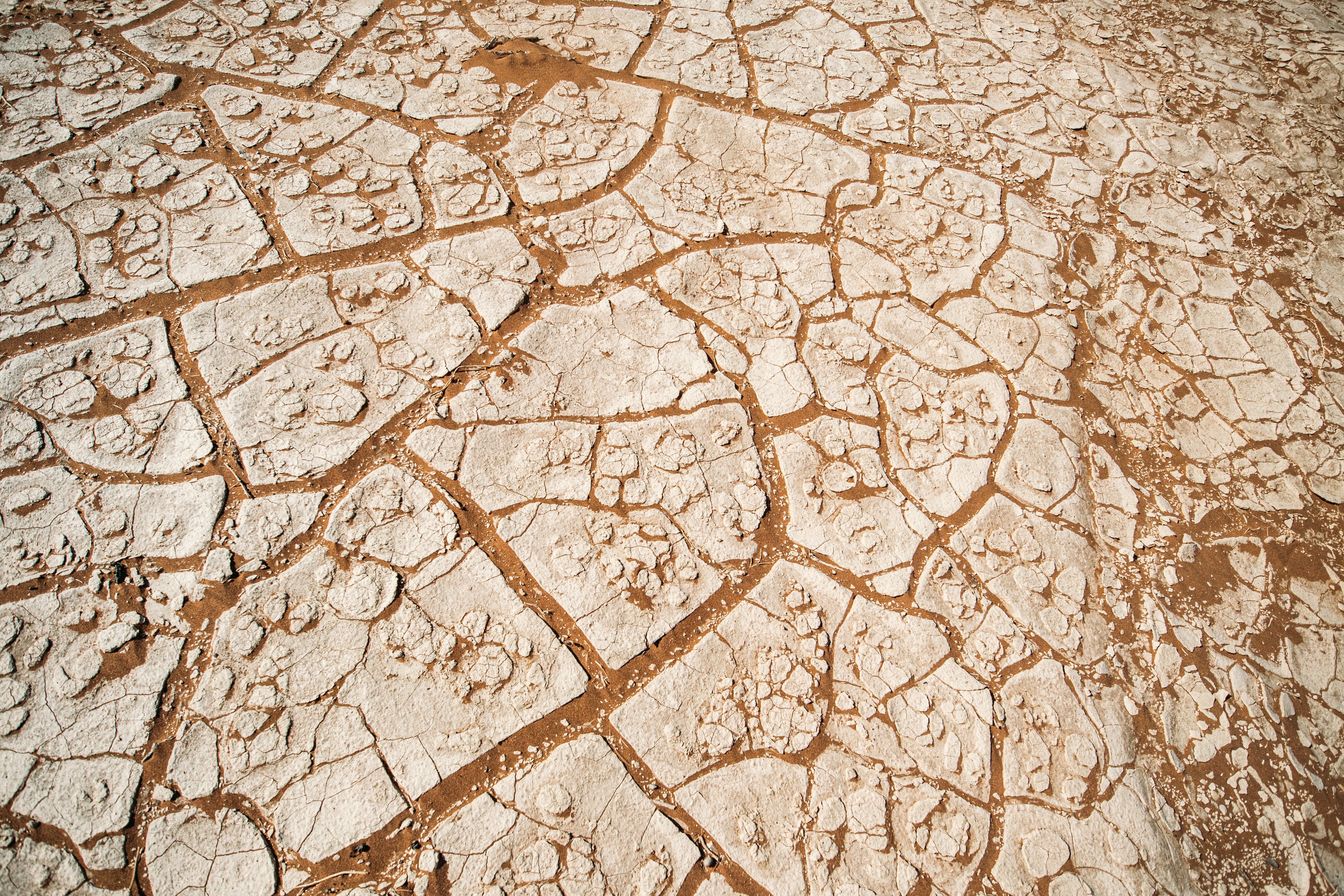 Parched Network: Cracked Earth Stretching Toward the Horizon