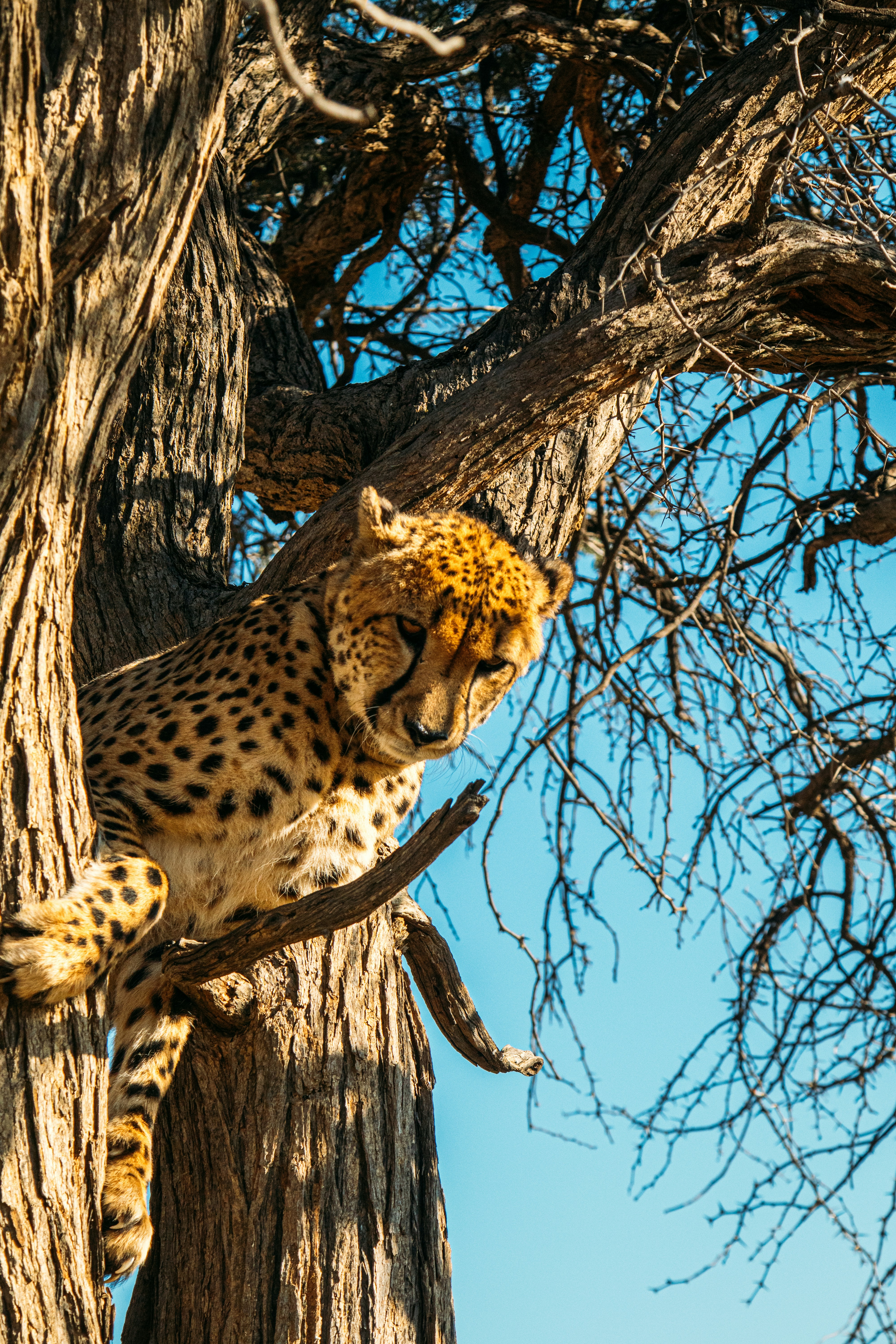 Leopard Resting in the Ancestral Bark