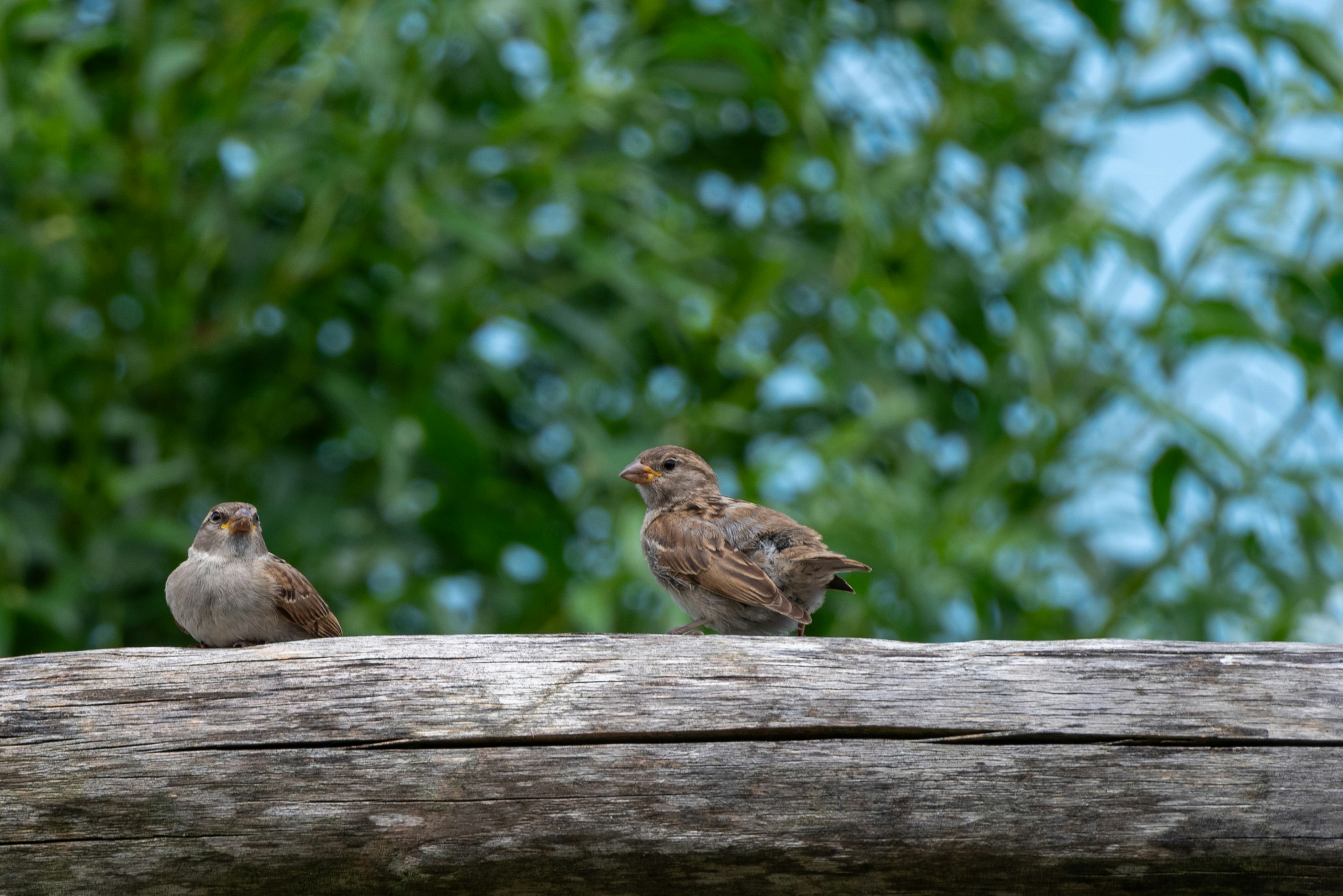 Two Covert Songbirds on Weathered Boardwalk