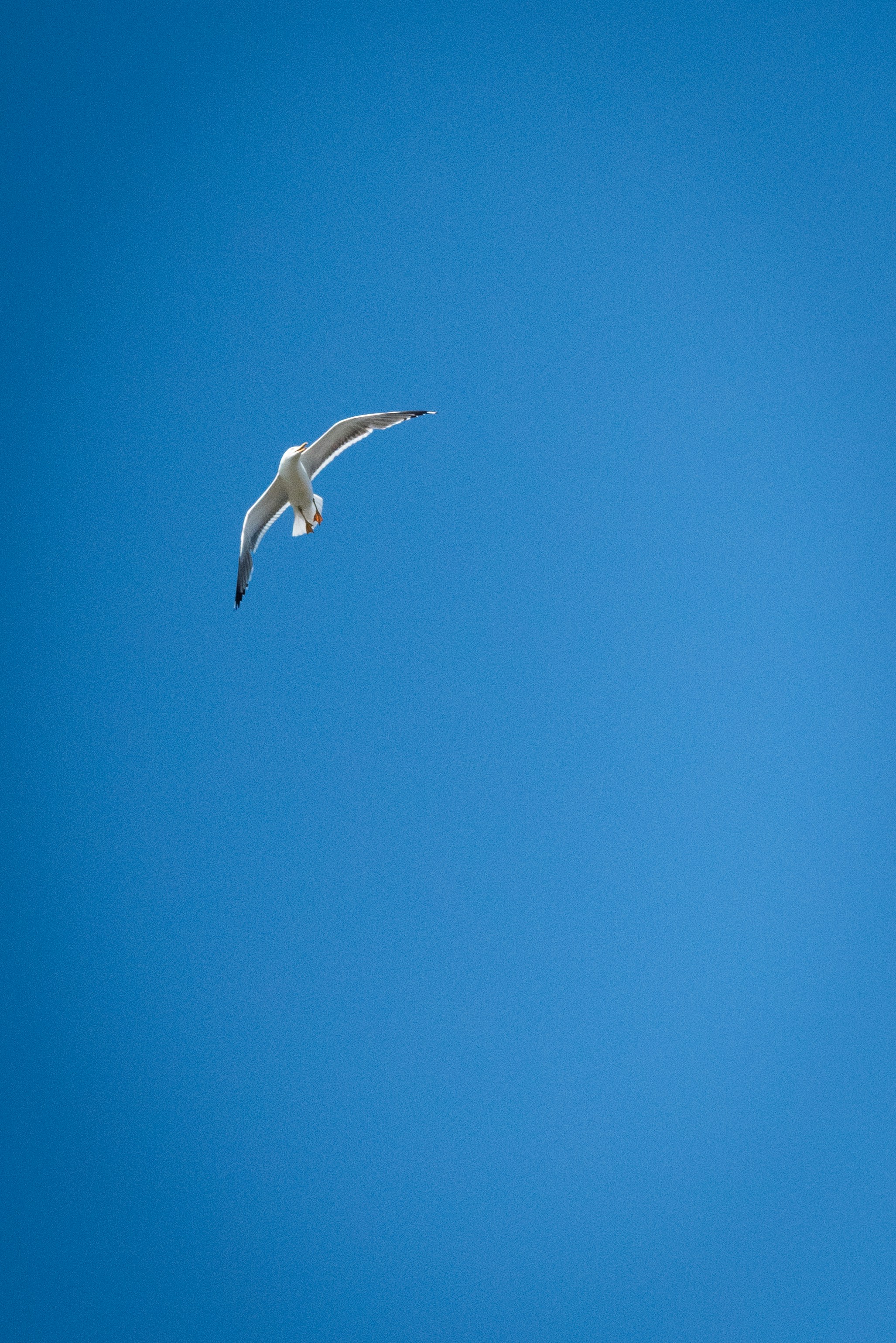 Soaring Over a Clear Blue: A Seagull in Quiet Flight