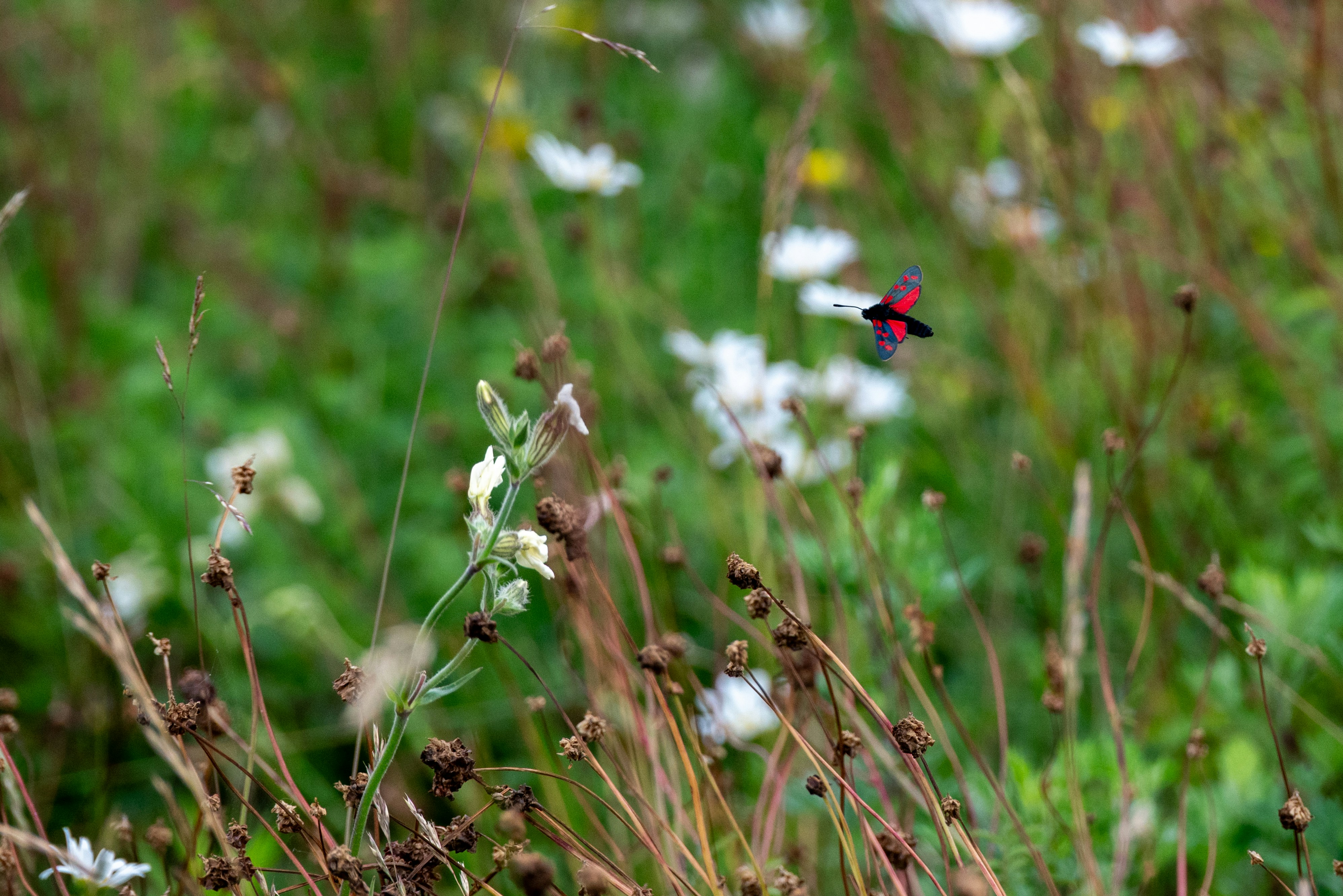 Red Admiral Above Meadow Pines: A Fleeting Flutter in Wildflower Light