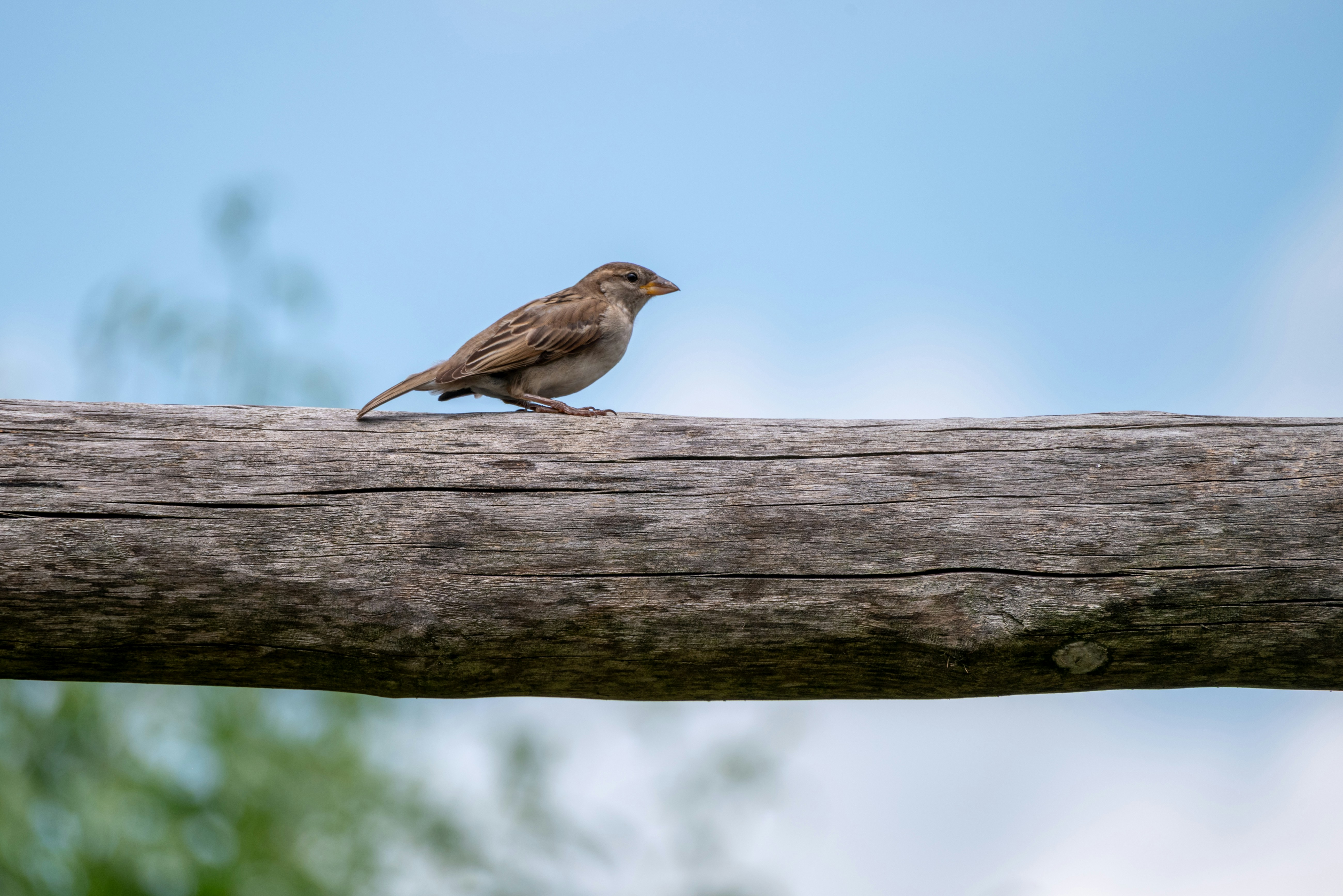 Perched Warbler on a Weathered Beam