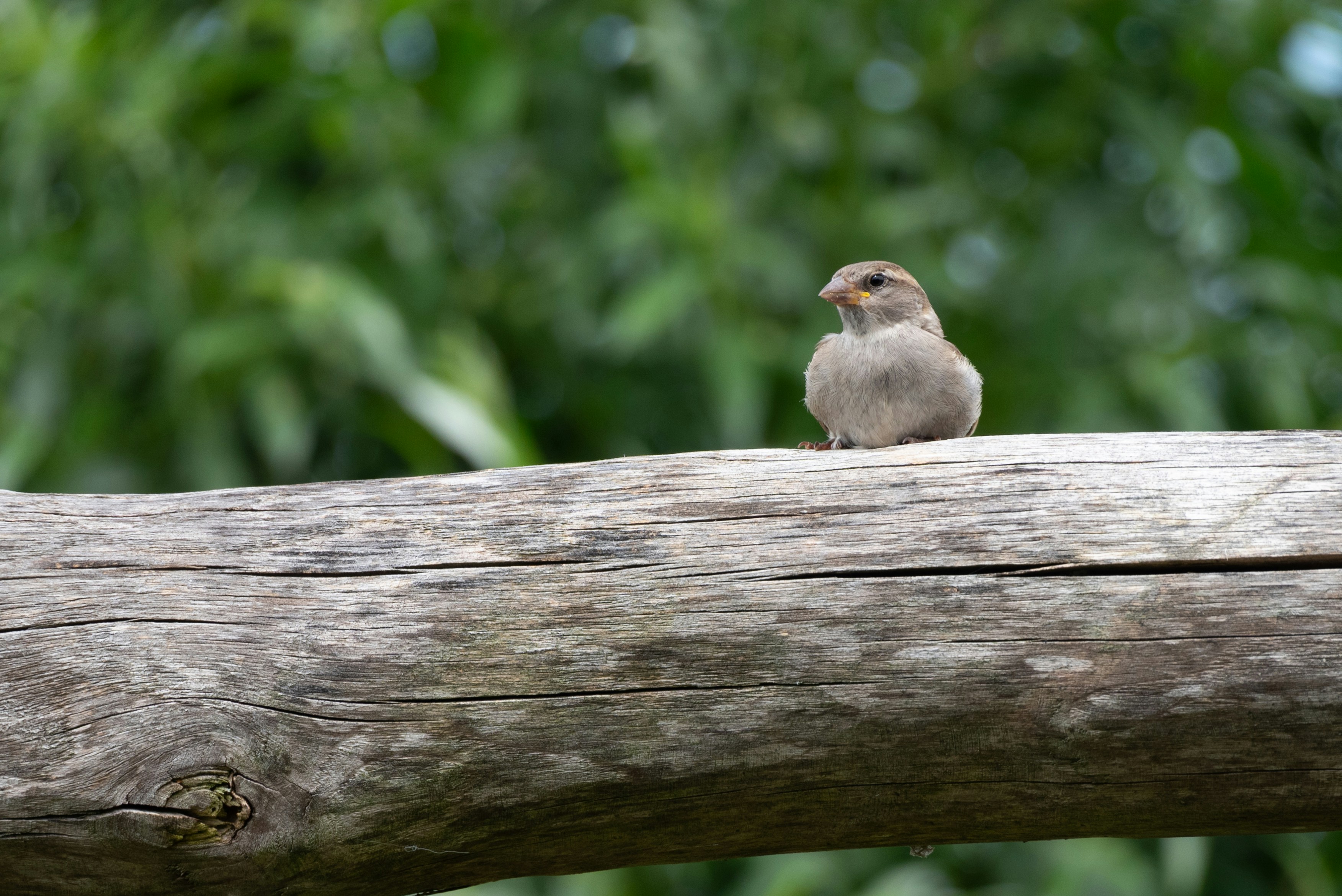 Sparrow on a Weathered Log: Quiet Perch Amid Green Canopy