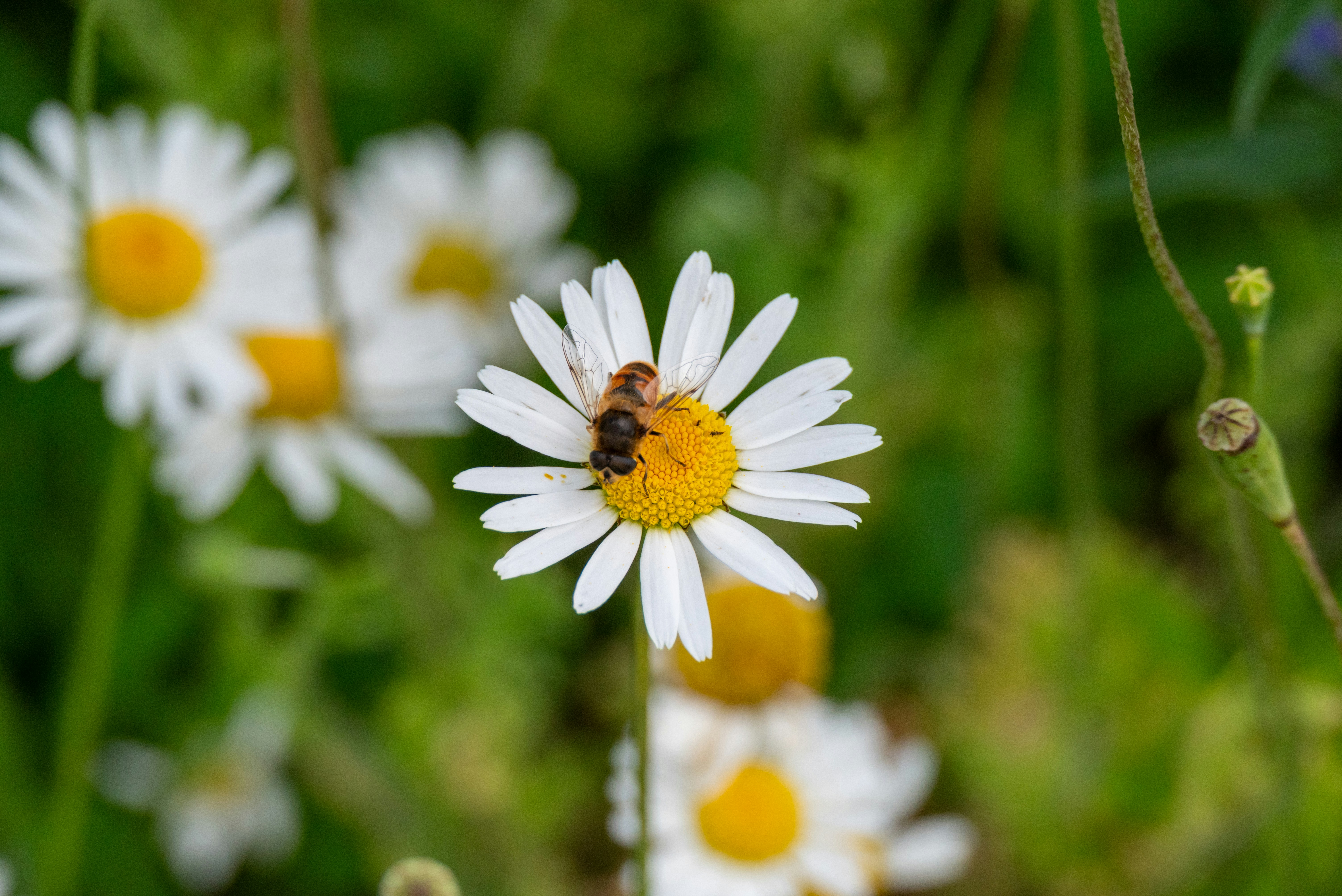 Daisy Field Interlude: Bee at the Center of Bloom