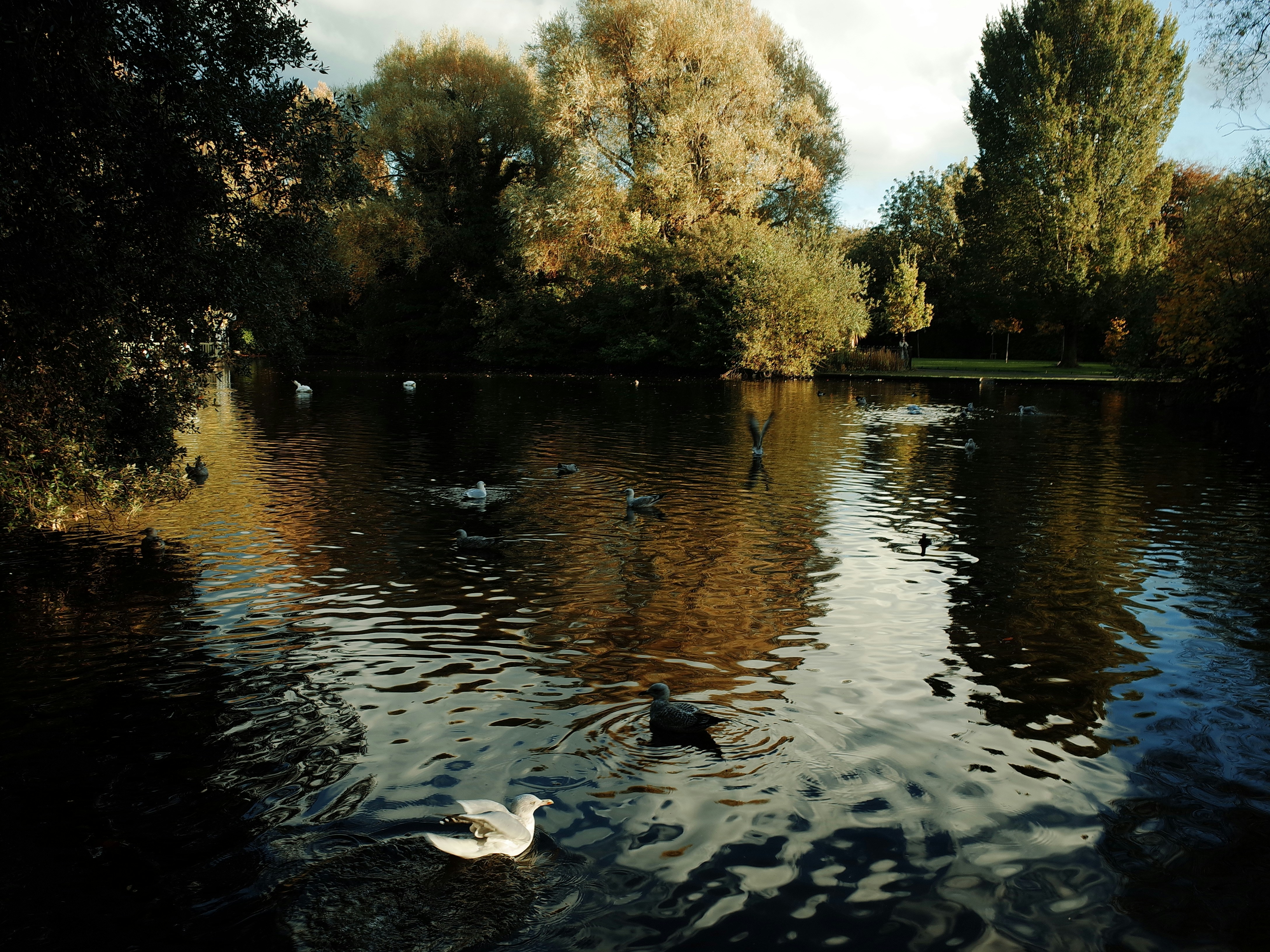 Ducks in a Sunlit Park Pond