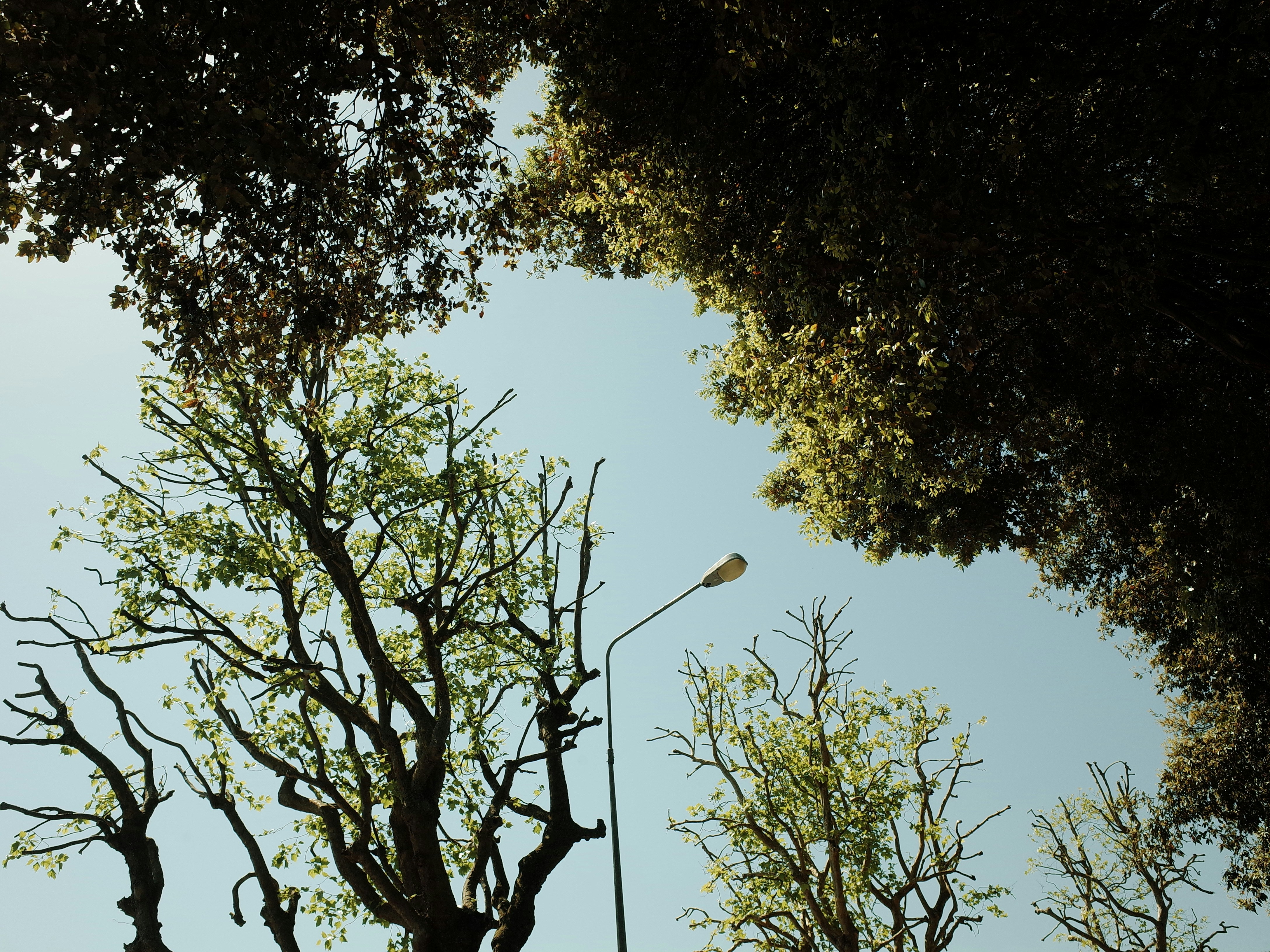 Skyward Arboreal Network Under a Streetlamp