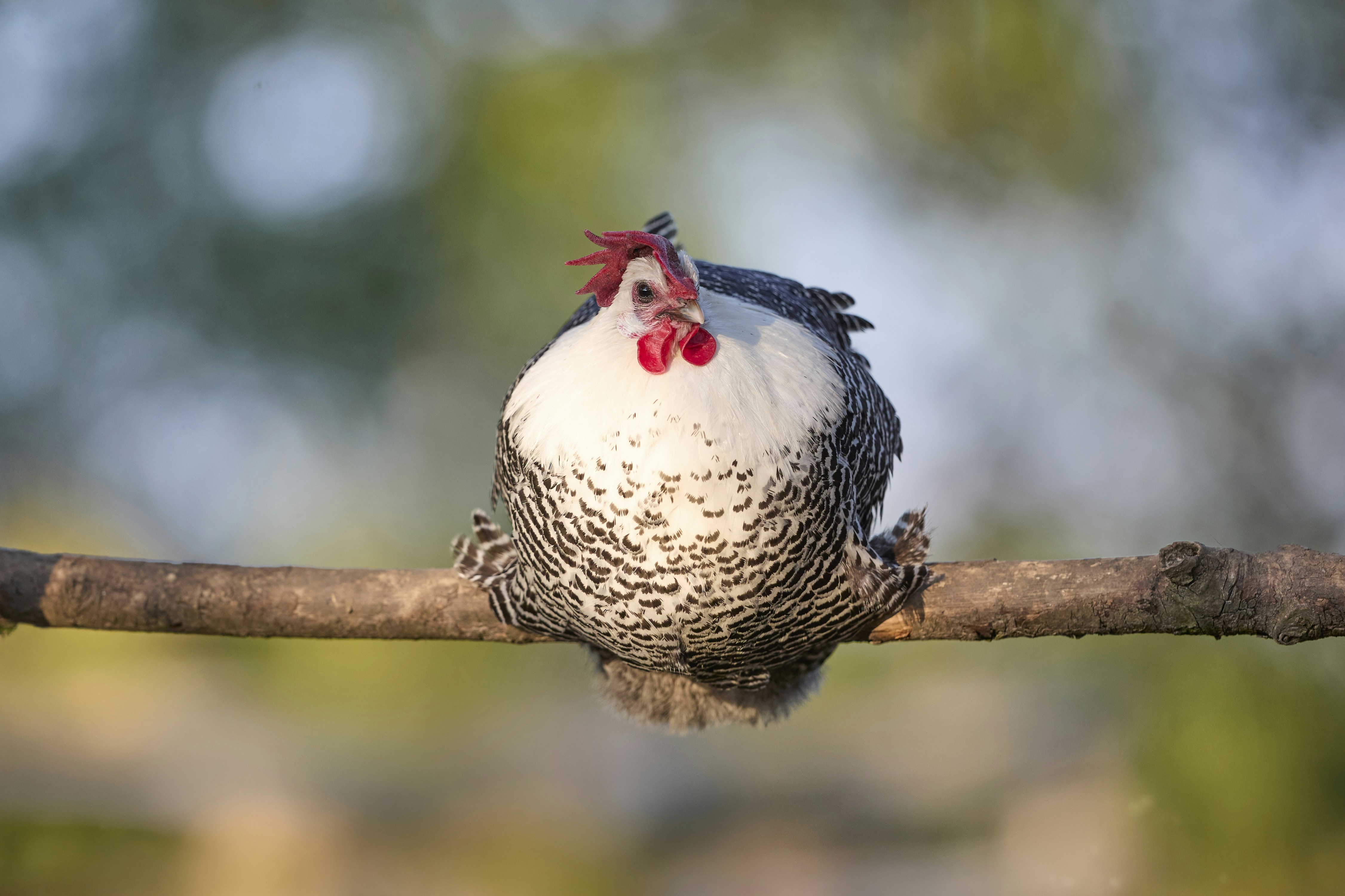 Perchbound Rooster: A Bold Hen Balancing on a Branch