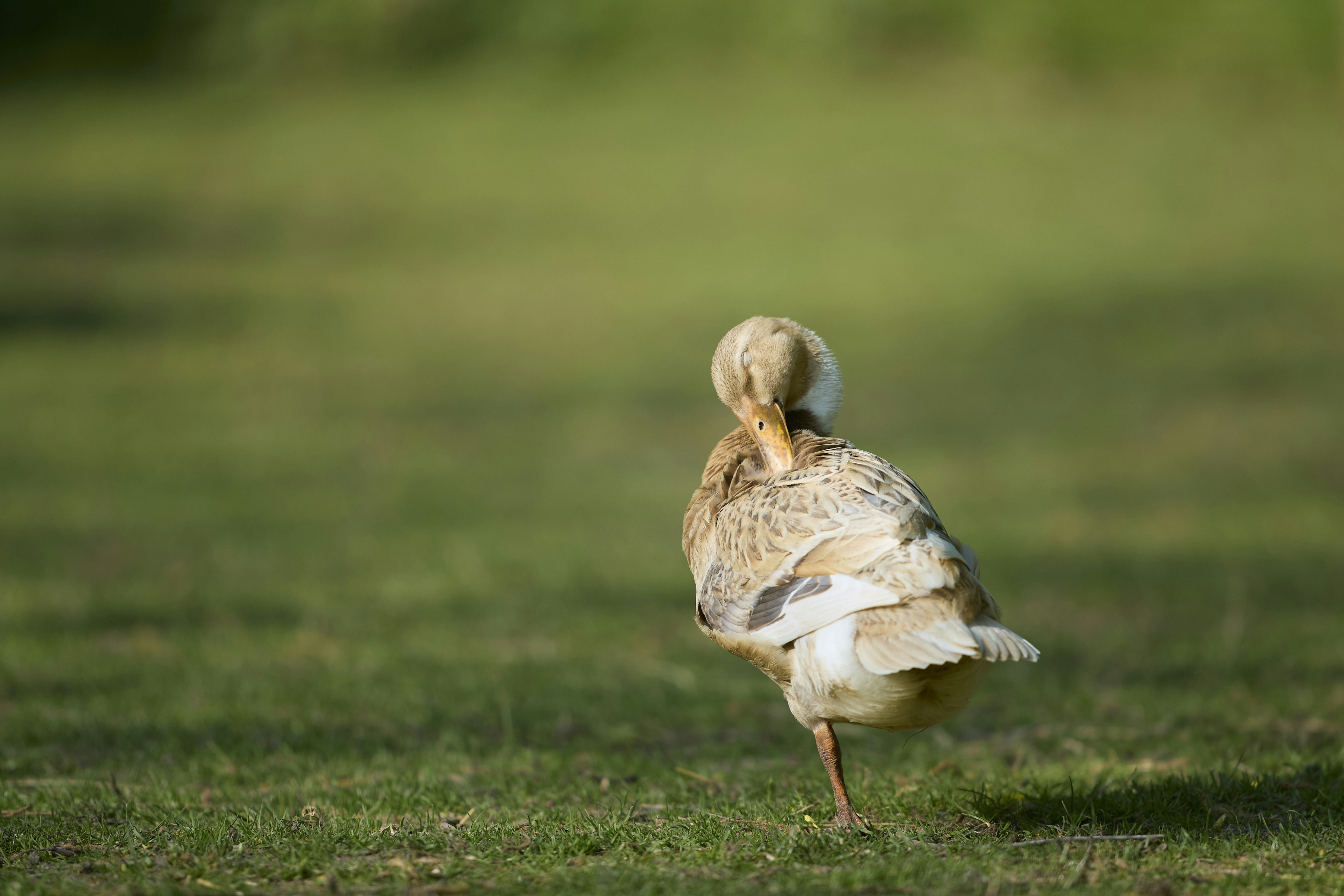 Backside View of a Dappled Duck in a Sunlit Field