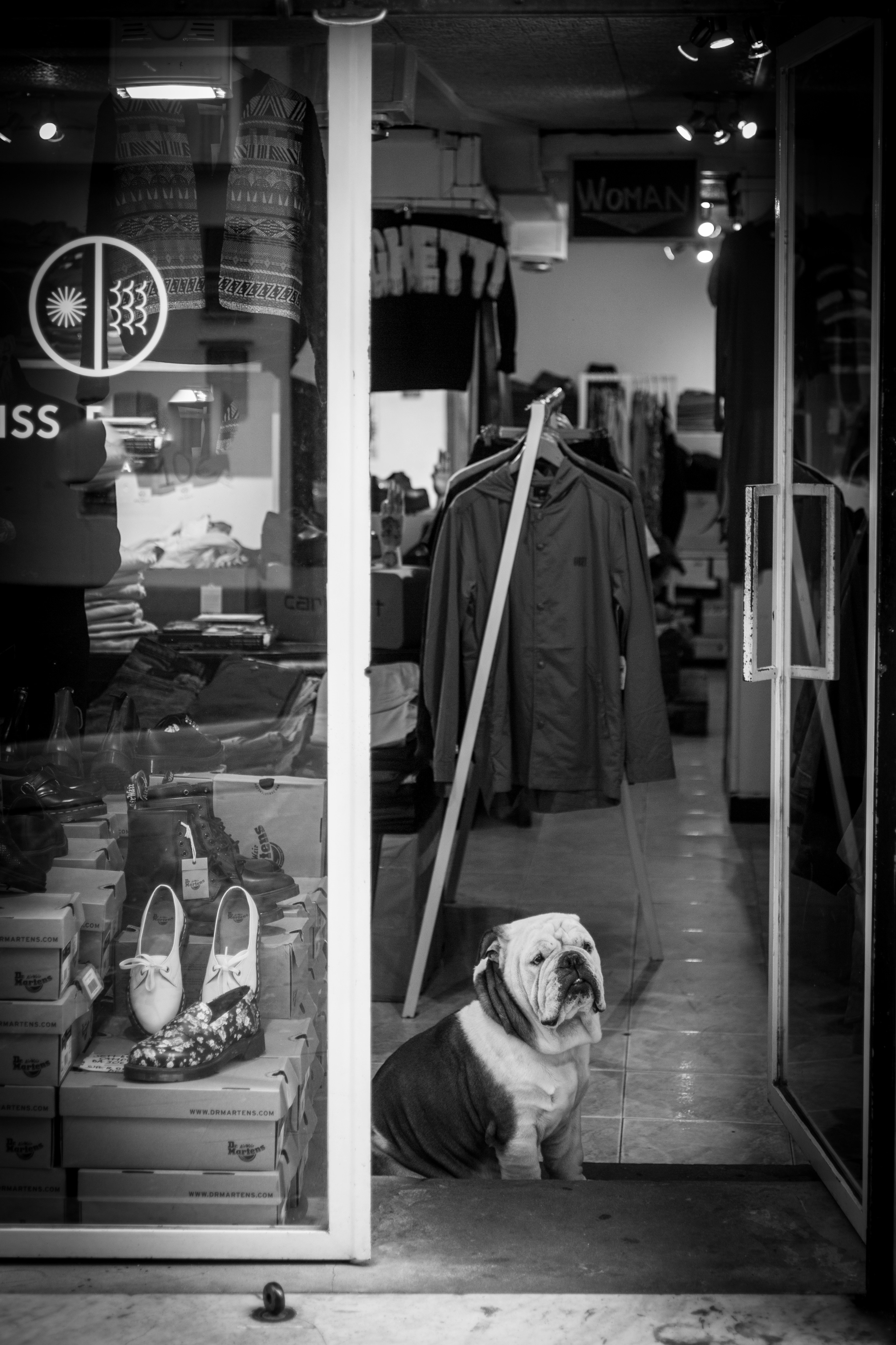 Shopfront Sentinel: Bulldog Guarding the Threshold