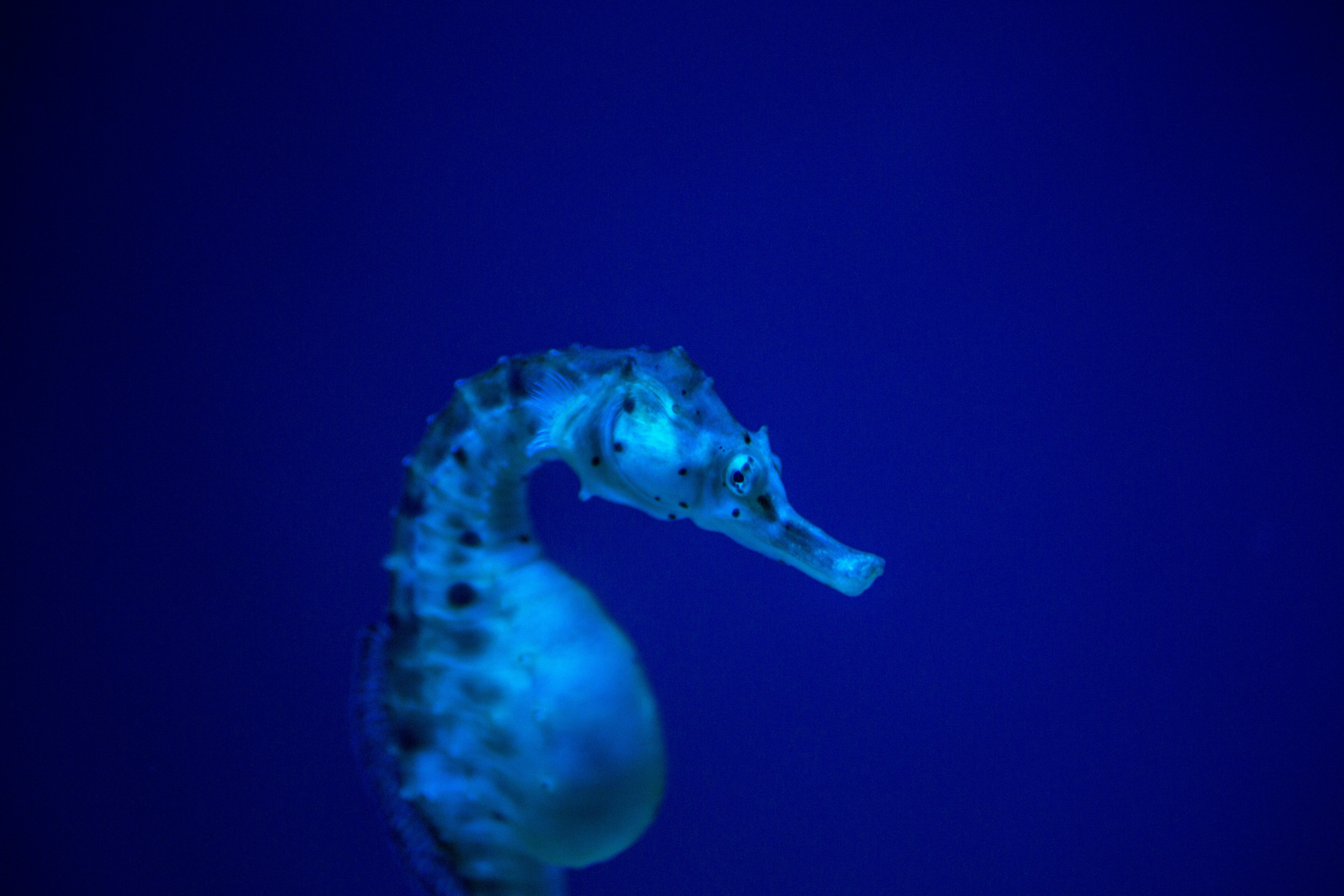 Blue Embryo of the Sea: A Seahorse Against Velvet Darkness