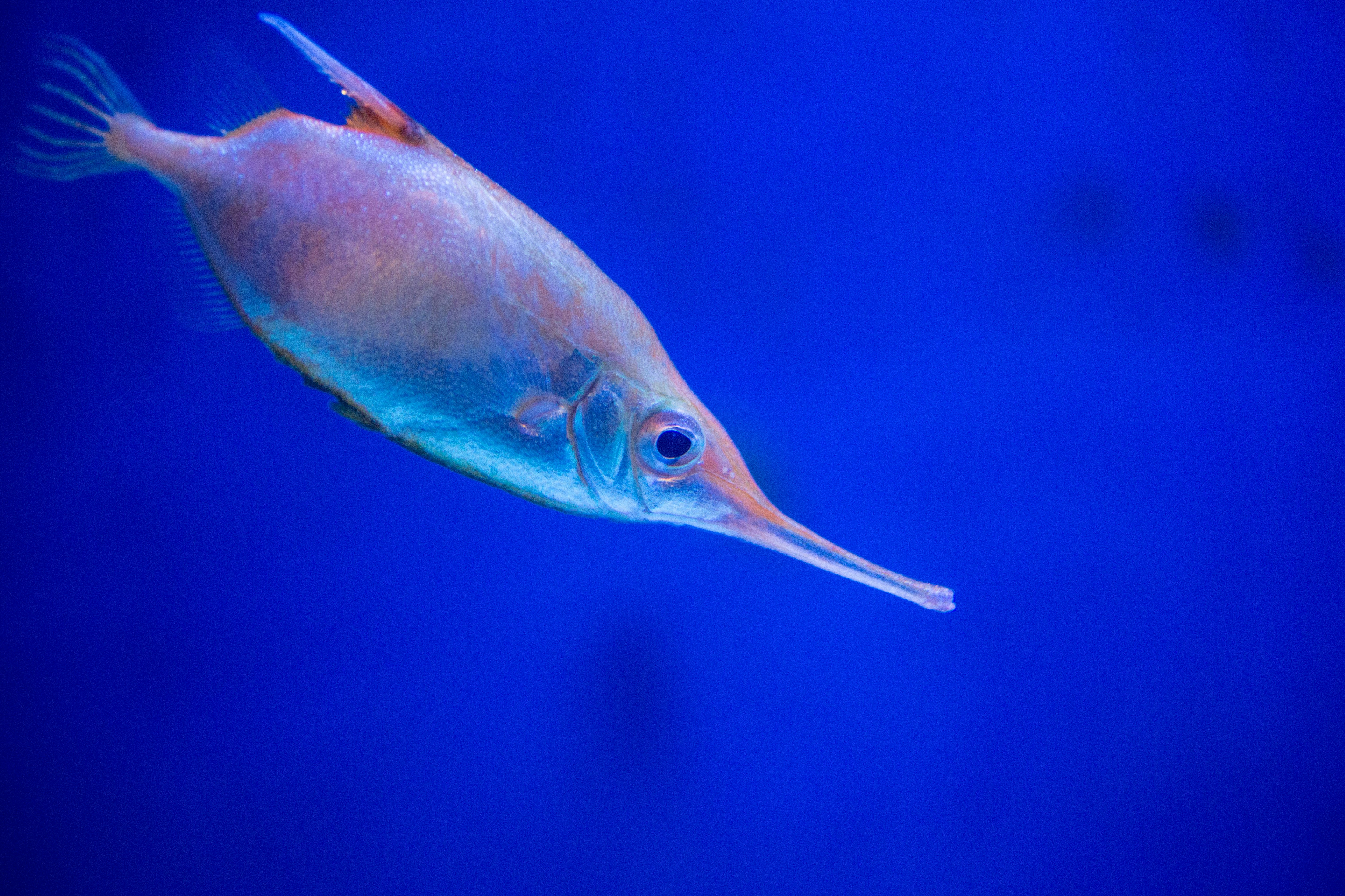 Azure Silhouette: A Ribbon-Finned Knife through Deep Blue