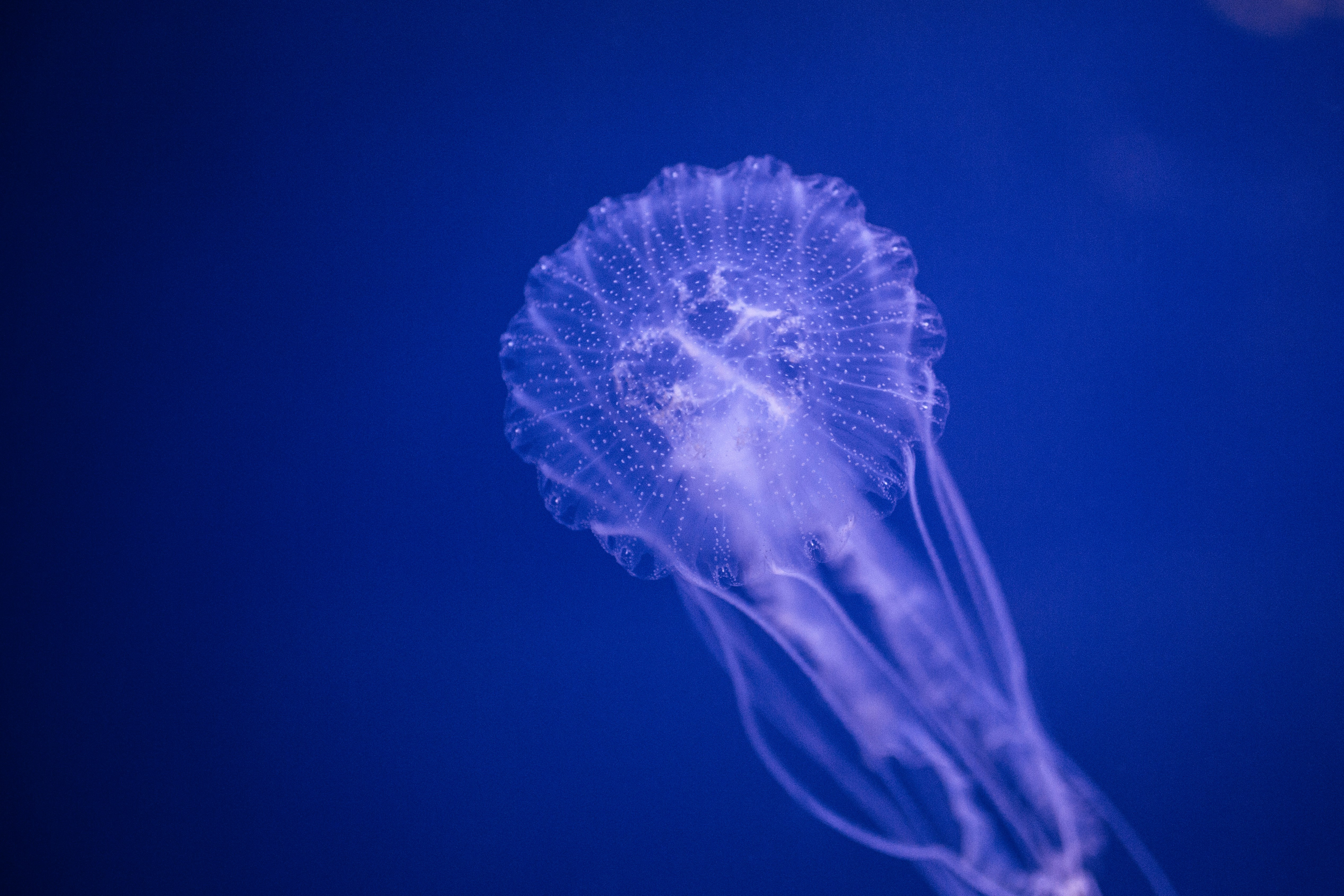Blue Hour Jelly: Silky Bell of the Deep