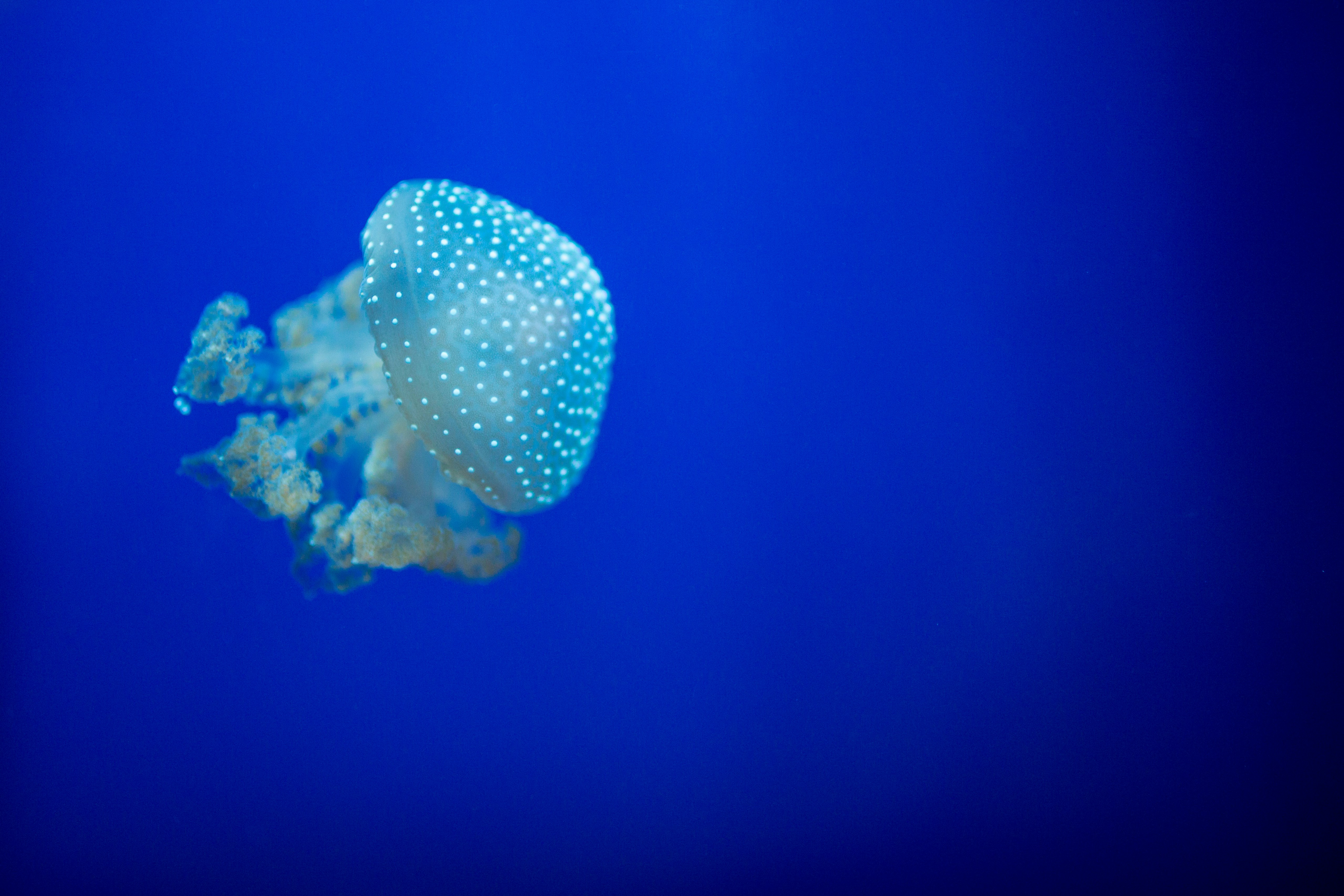 Blue Core: A Jellyfish Drifting in Deep Sea Indigo