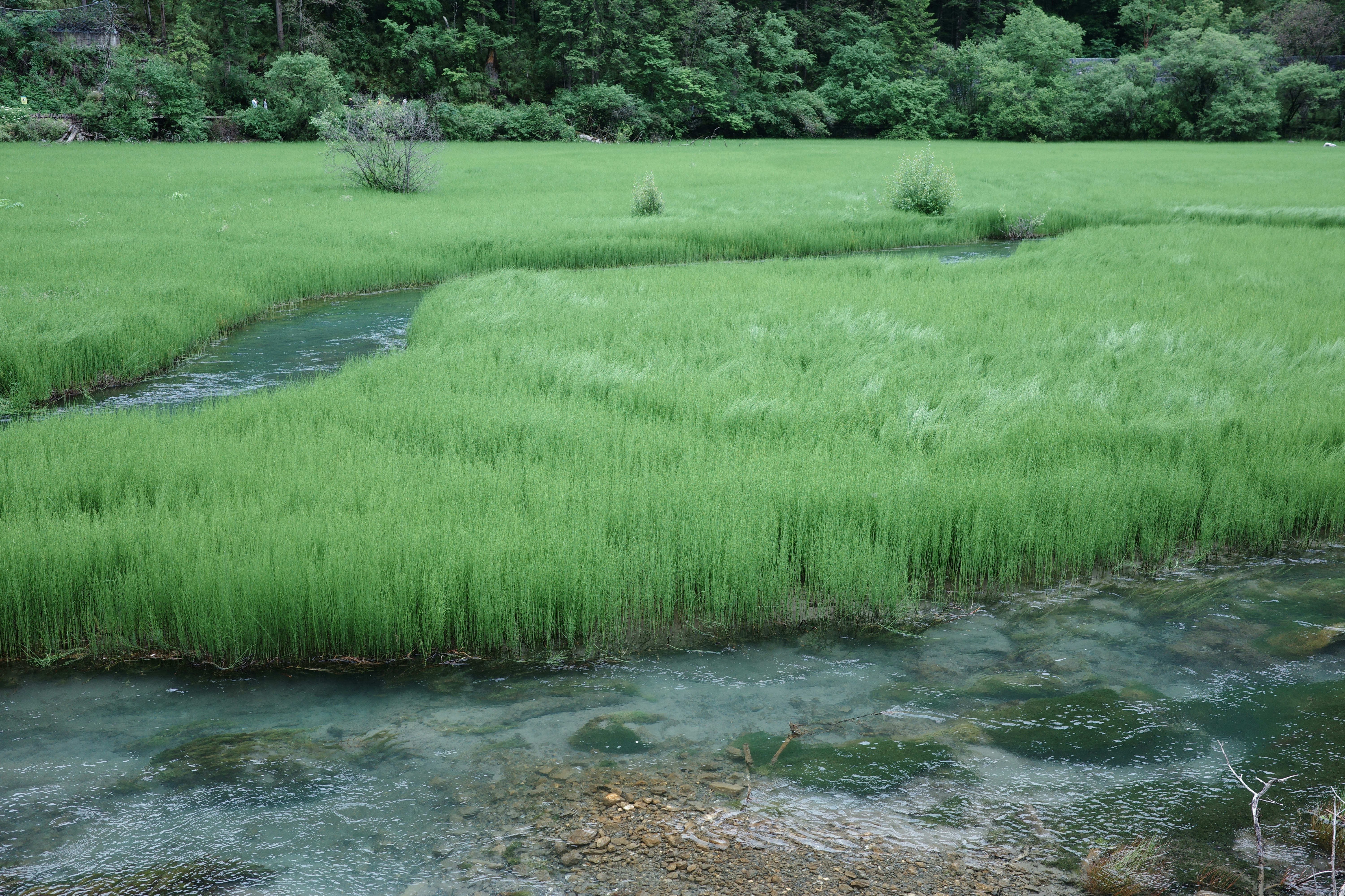 Verdant delta: a quiet river carving through a rice field