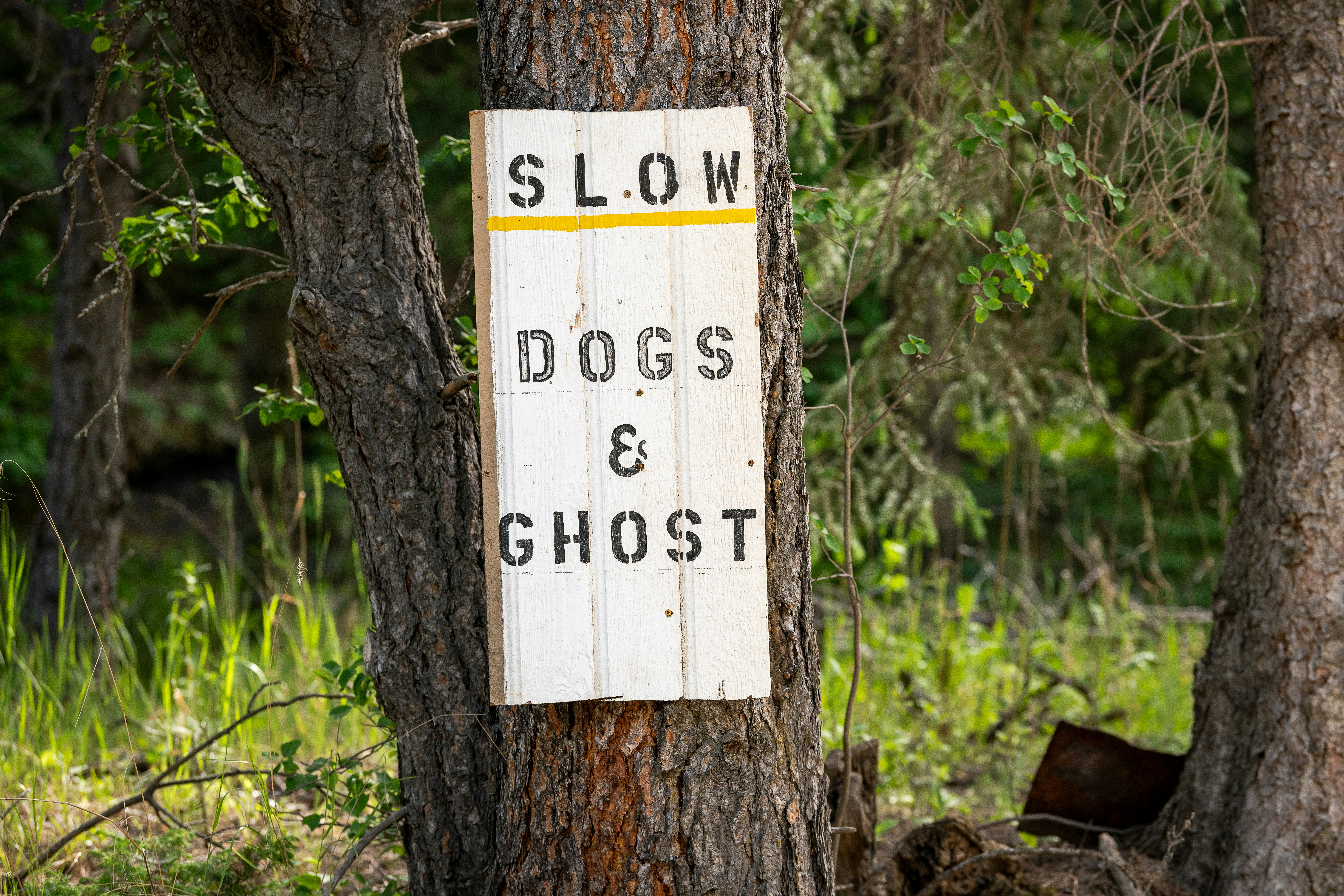 Slow Warning: A Sign Nailed to a Tree in a Sunny Forest