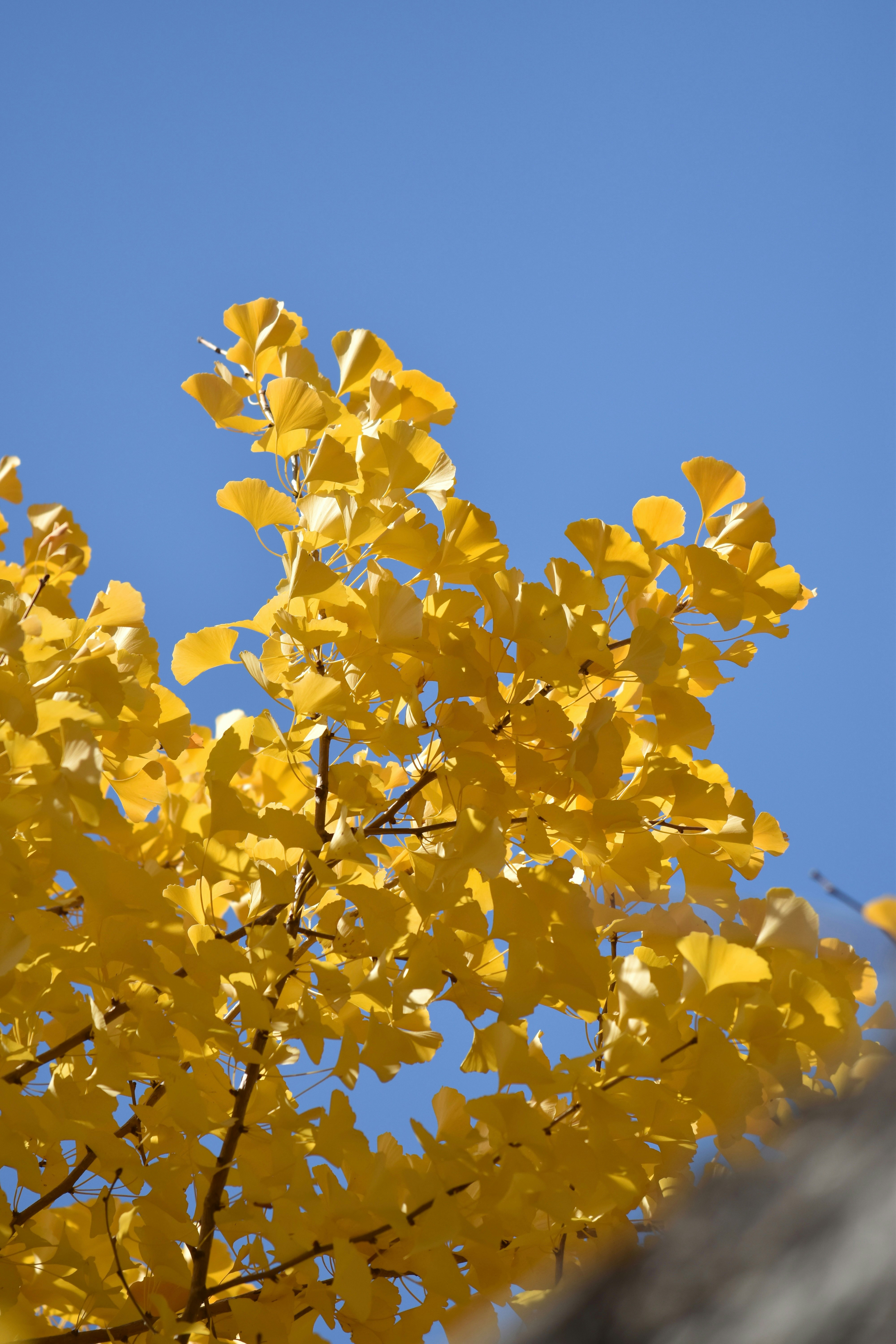 Golden Canopy Against a Cerulean Sky