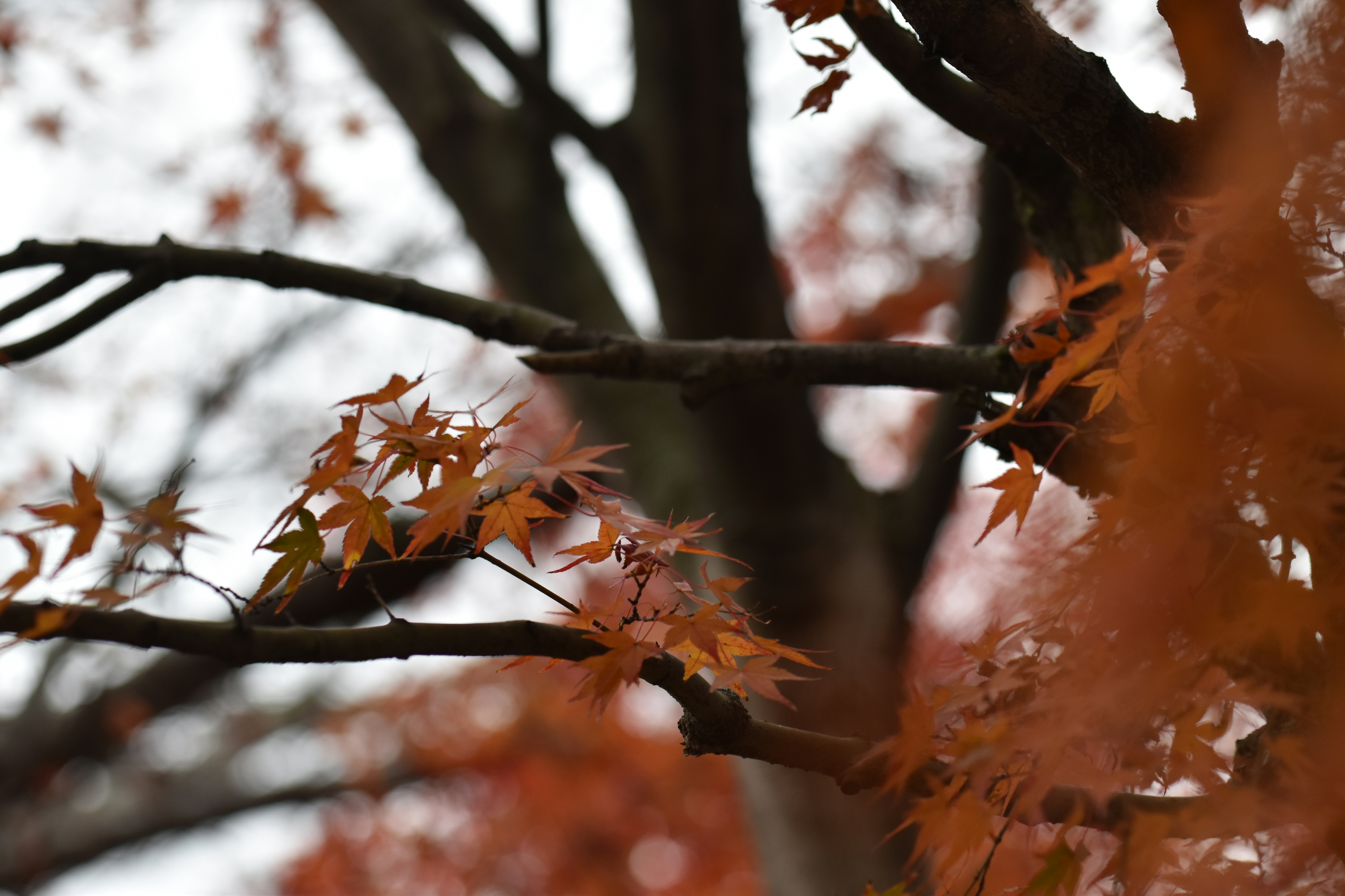 Autumnal Maple Whisper: A Branch of Quiet Orange Light