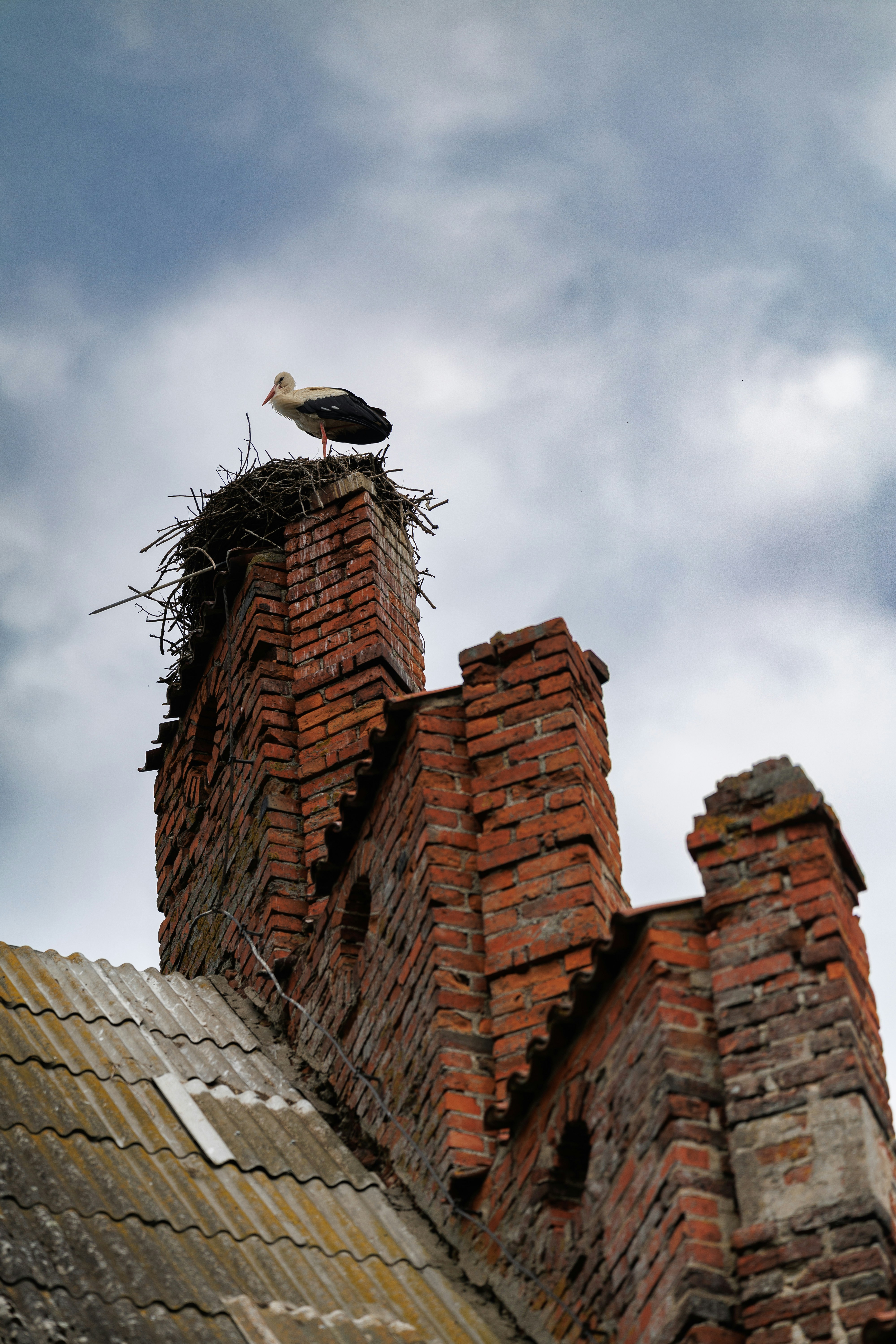 A Stately Stork on a Bricked Crown