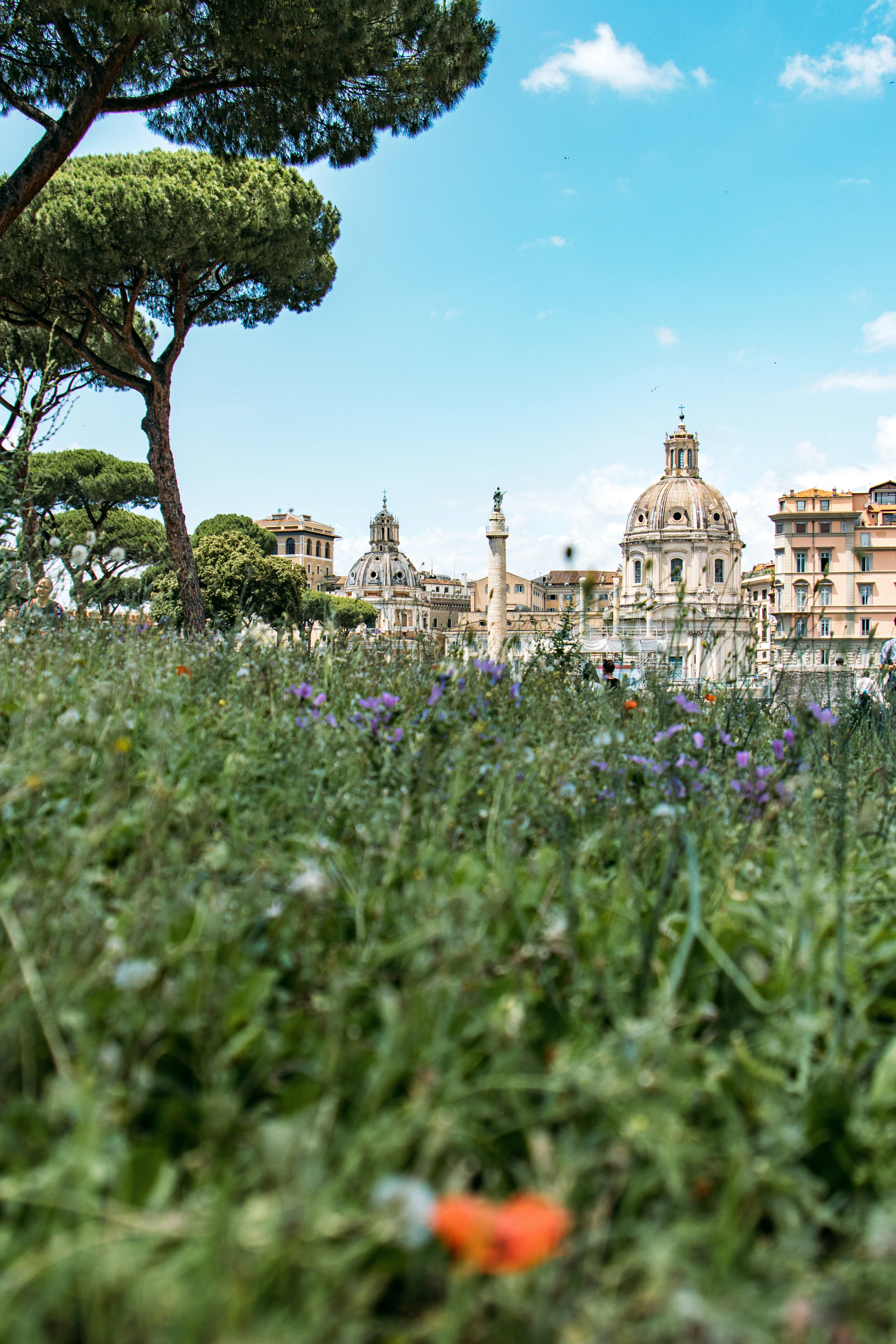 Cityscape Bloom: Dome, Trees, and Wildflowers Against a Clear Sky