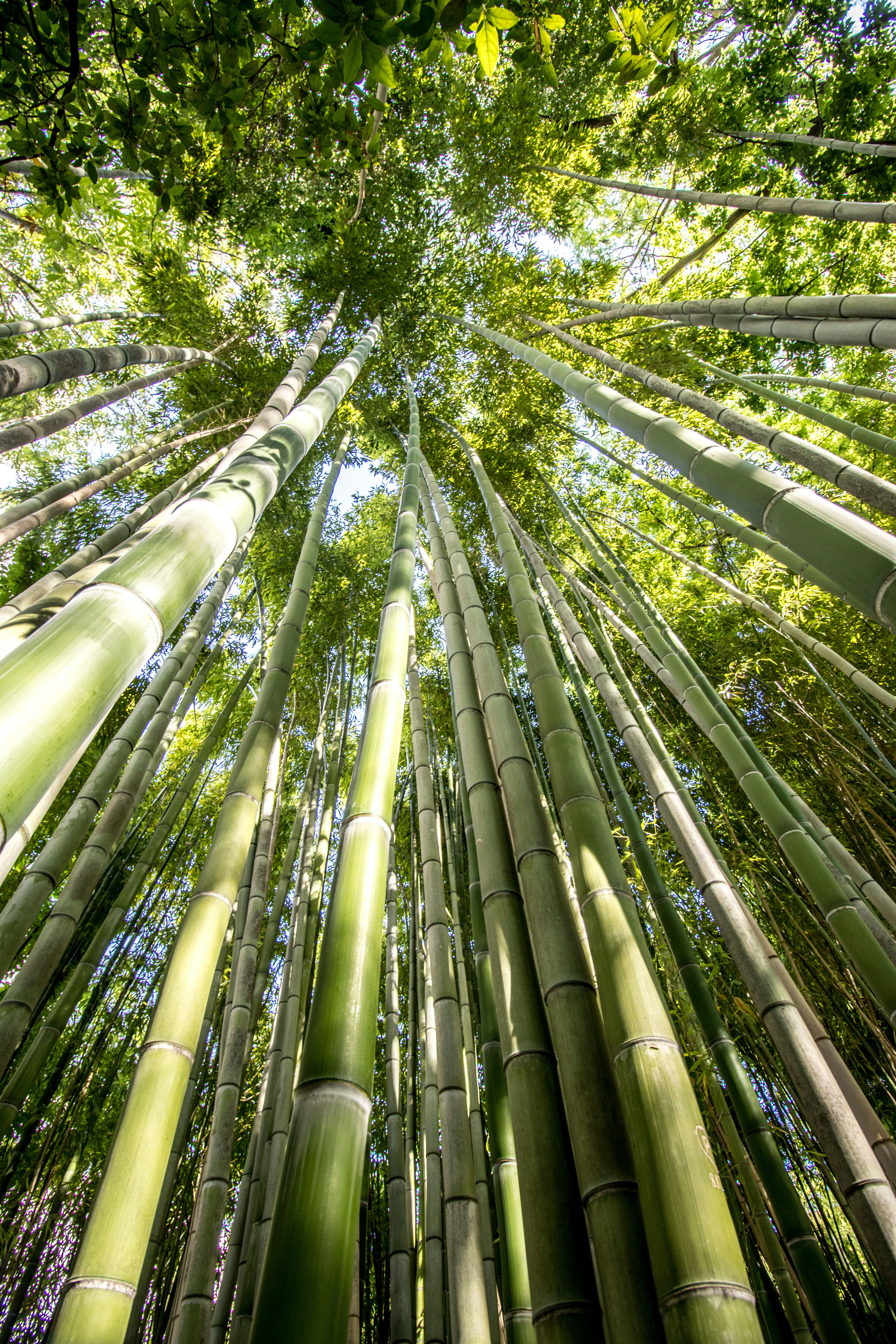 Whispers of the Grove: Bamboo Tops Reaching for the Sky